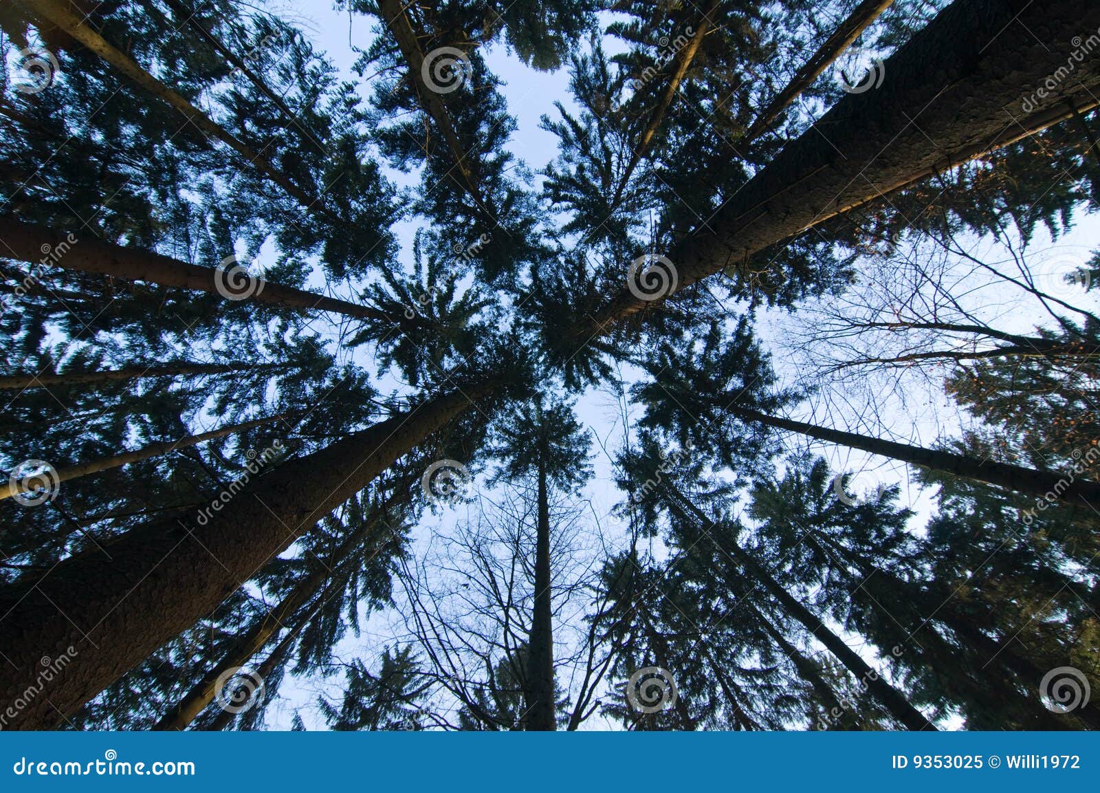 Converging pine trees stock image. Image of trunk, trees - 9353025