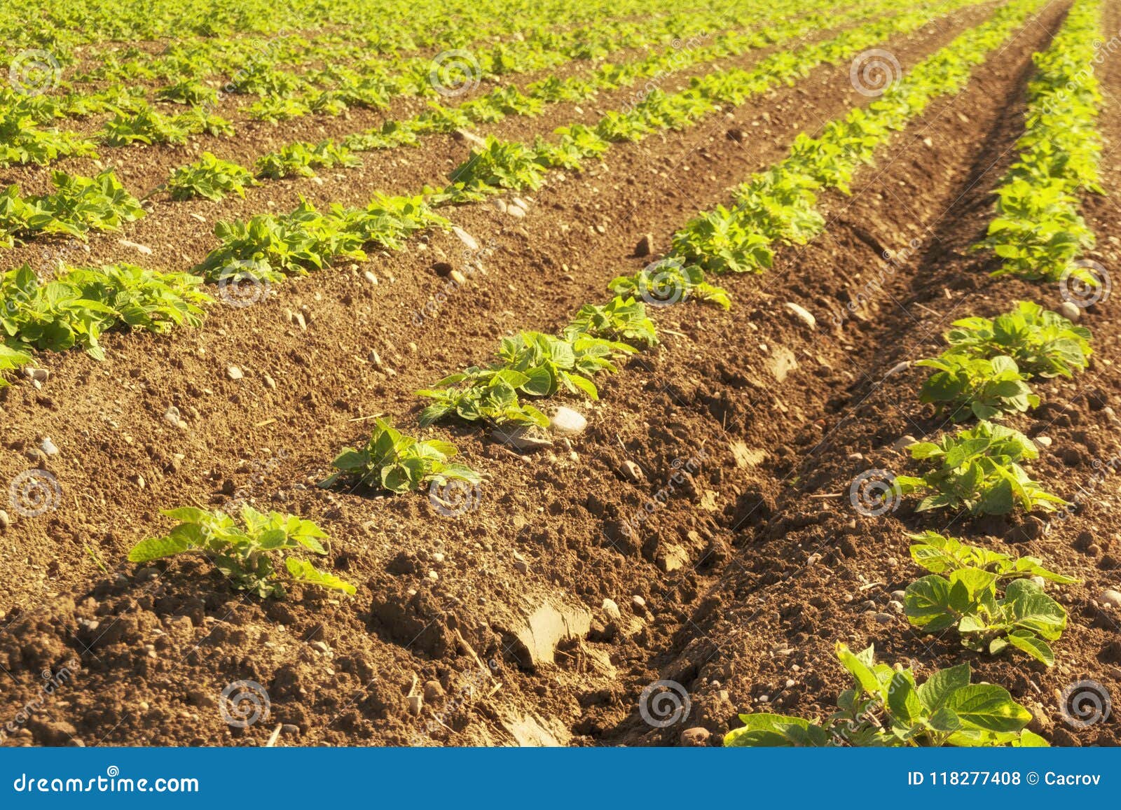 Growing crop stock photo. Image of vegetables, high - 118277408