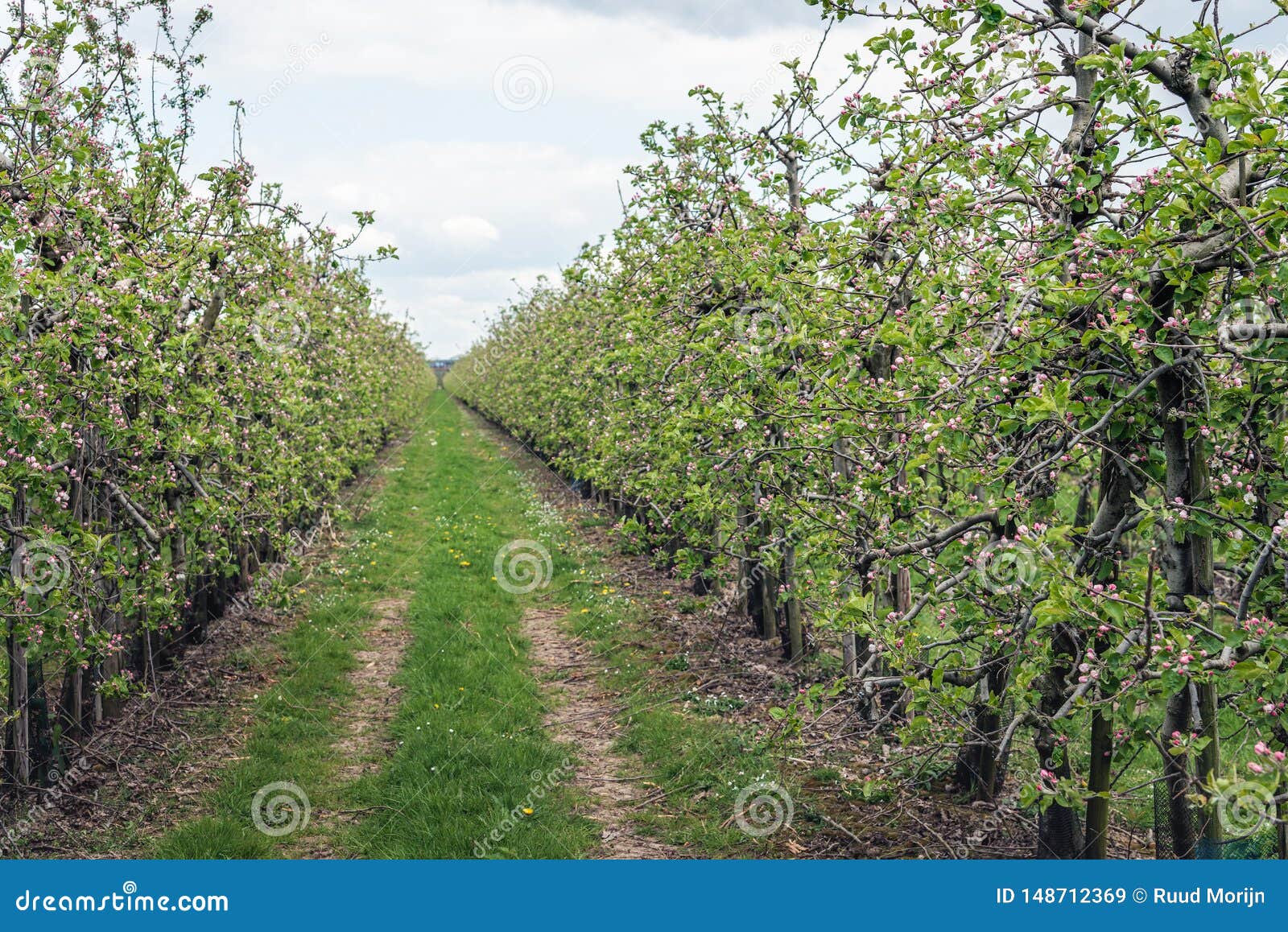 Converging Rows of Low Apple Trees in an Orchard Stock Image - Image of ...