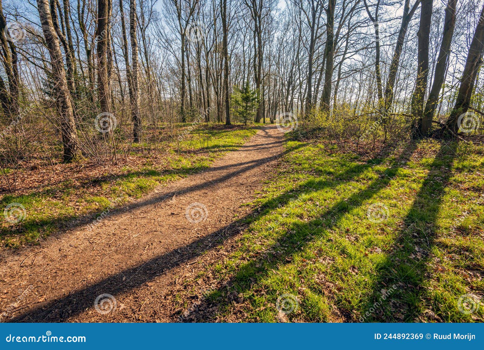 Converging Shadows of Trees in a Forest Stock Image - Image of abstract ...