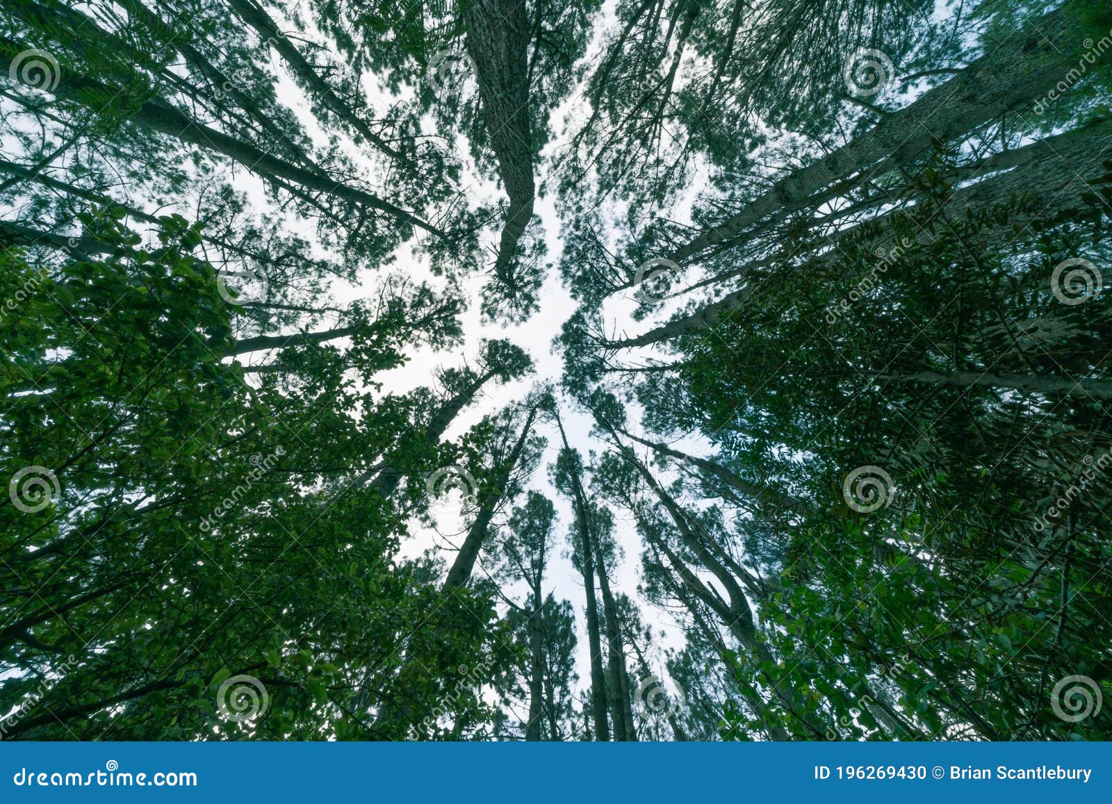 Converging tall pine trees stock photo. Image of landscape - 196269430