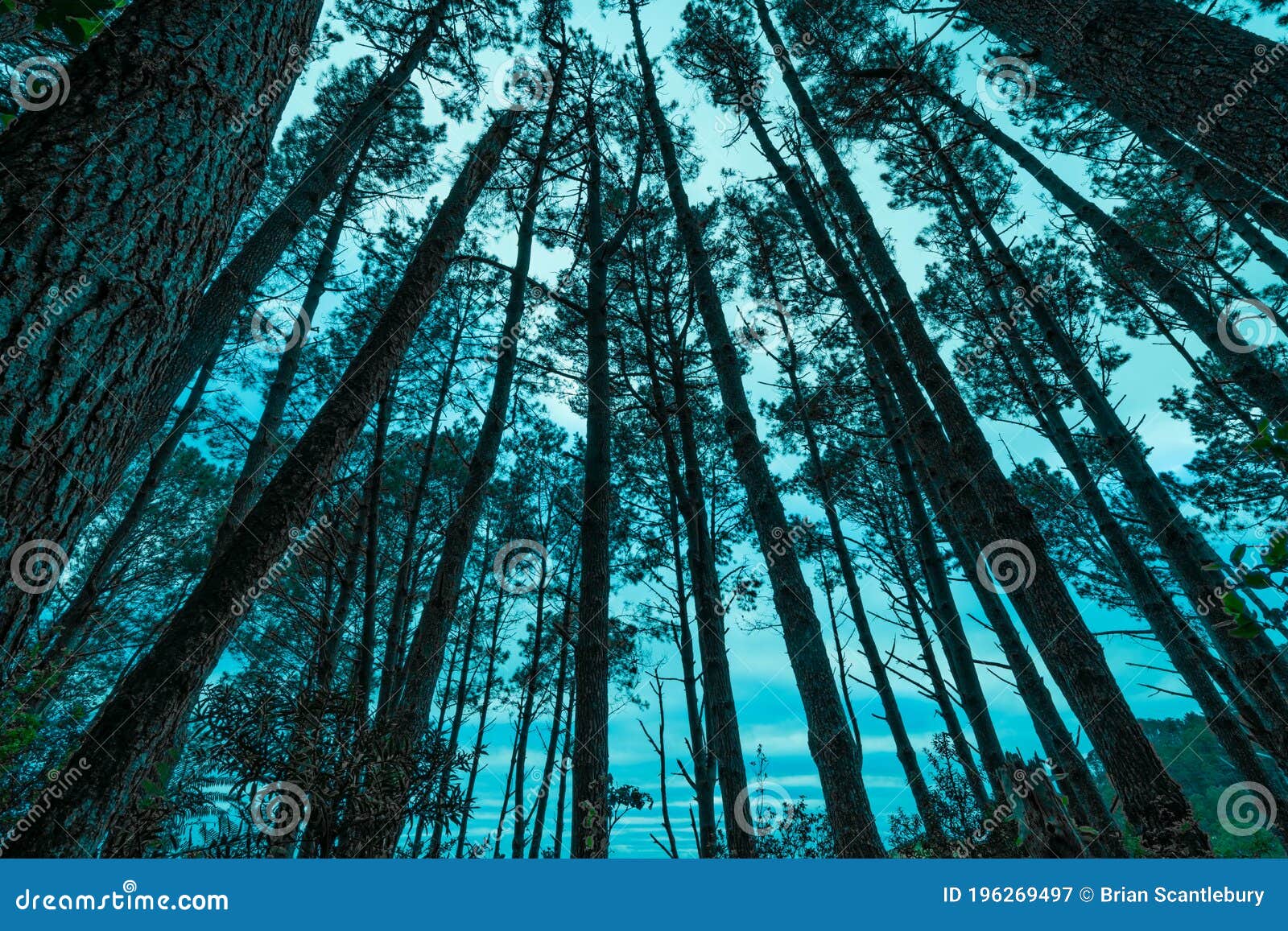 Converging tall pine trees stock image. Image of view - 196269497