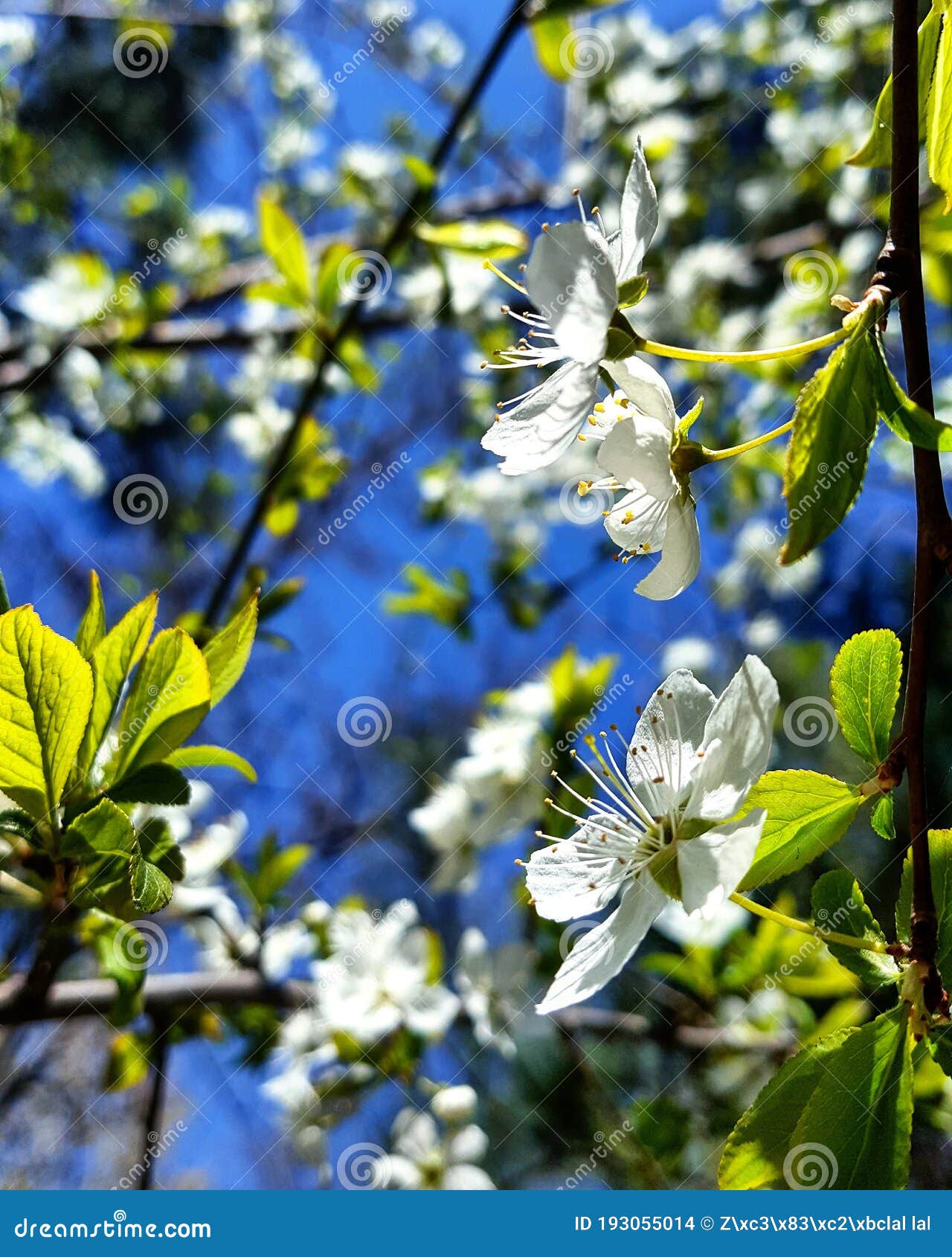 Converging to the sun stock photo. Image of produce - 193055014