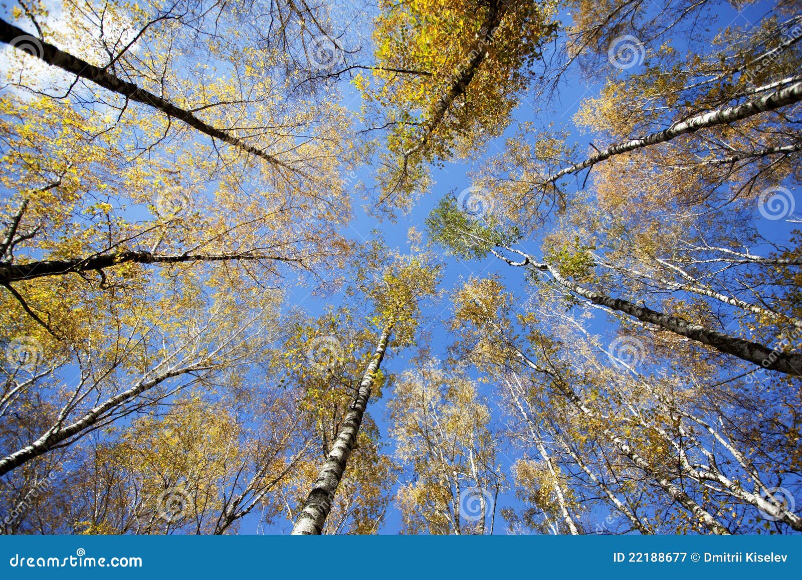Converging at the Top of the Trees Stock Image - Image of lush, fresh ...