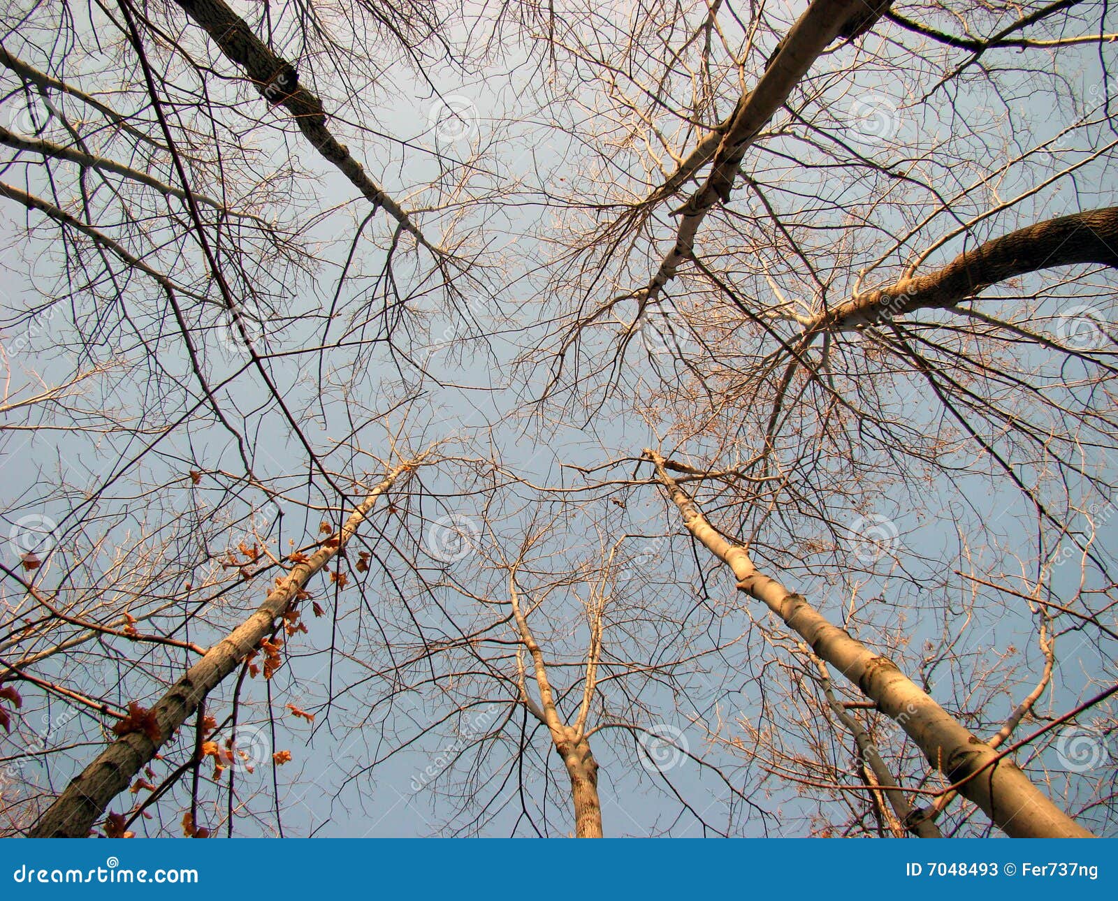Converging trees. stock image. Image of canada, autumn - 7048493