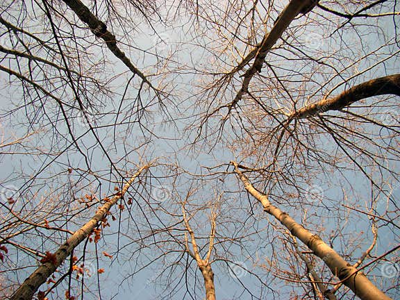 Converging trees. stock image. Image of canada, autumn - 7048493