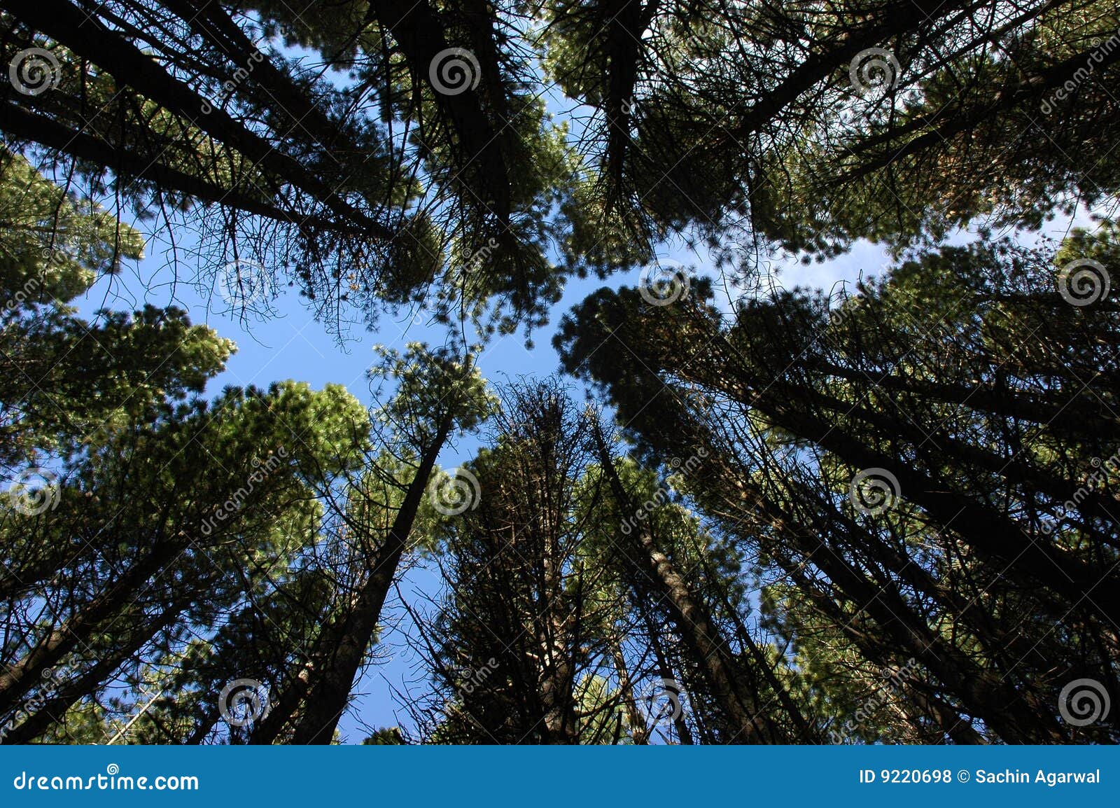 Converging Trees stock photo. Image of nature, trees, converging - 9220698