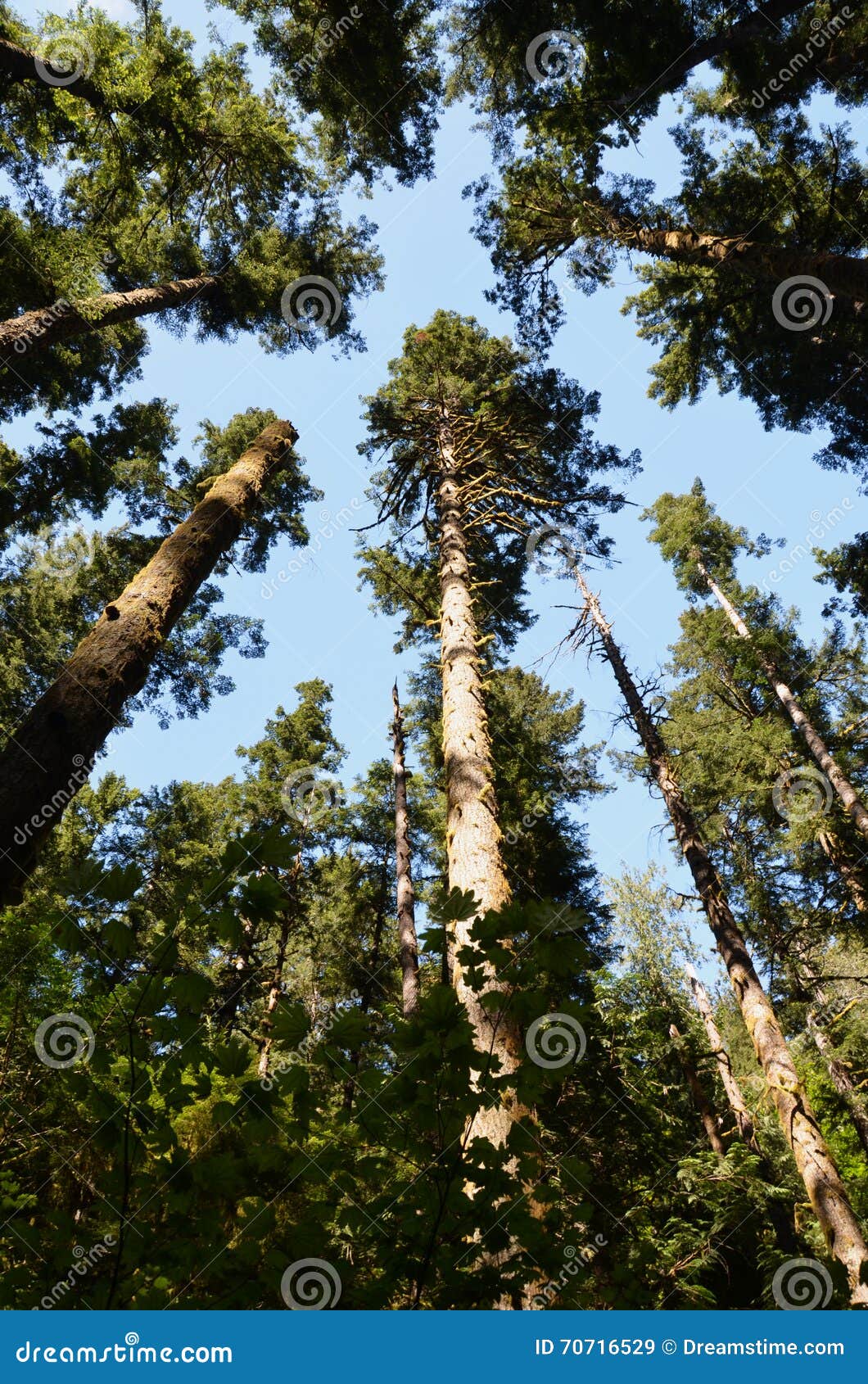 Converging trees stock image. Image of nature, outdoors - 70716529
