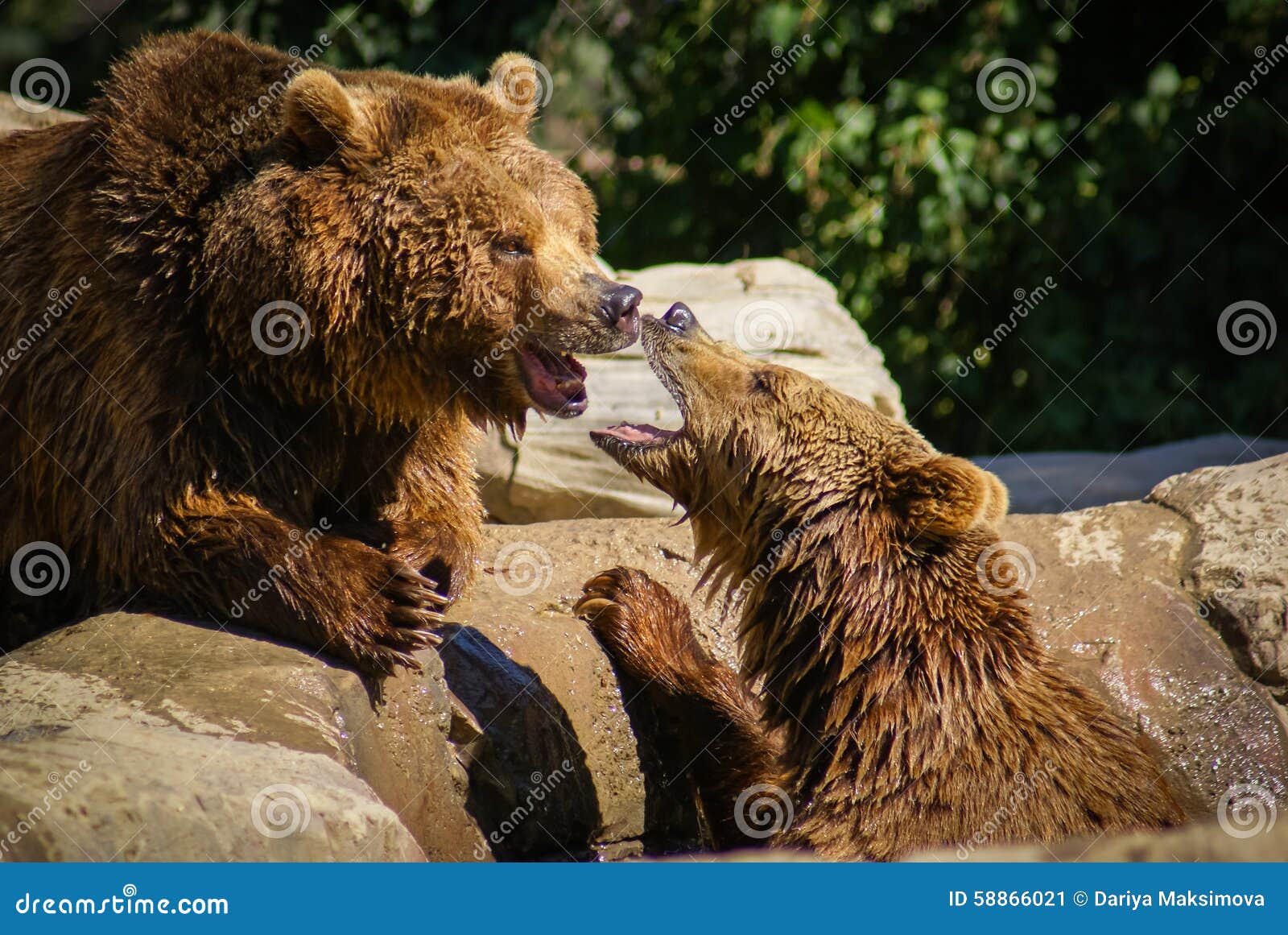 Conversation between Two Bears Stock Image - Image of ginger, predator ...
