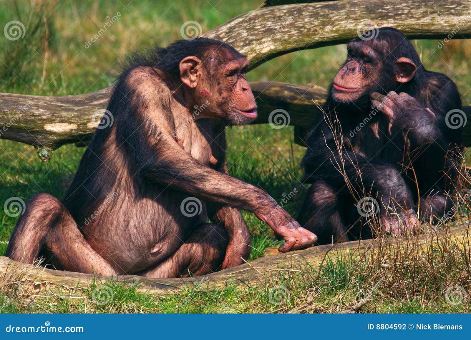 Chimpanzees Stock Photography | CartoonDealer.com #20360018