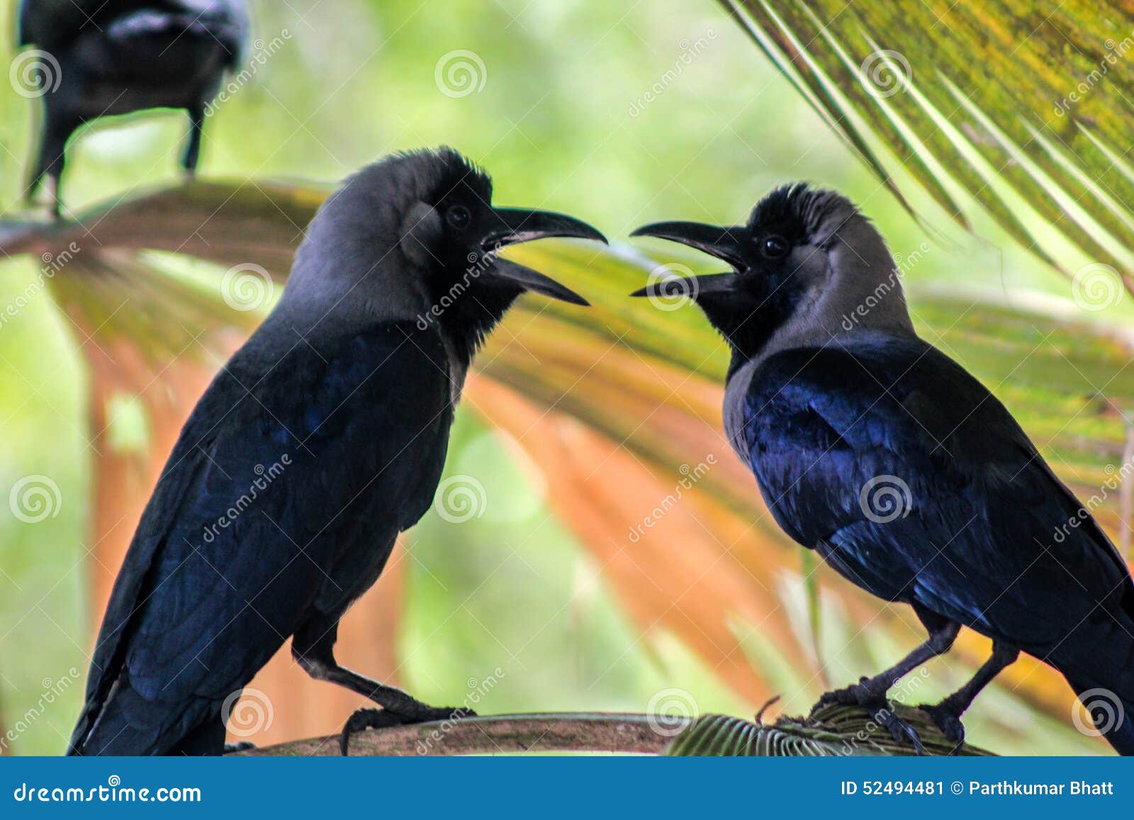 Conversazione dei corvi immagine stock. Immagine di umano - 52494481