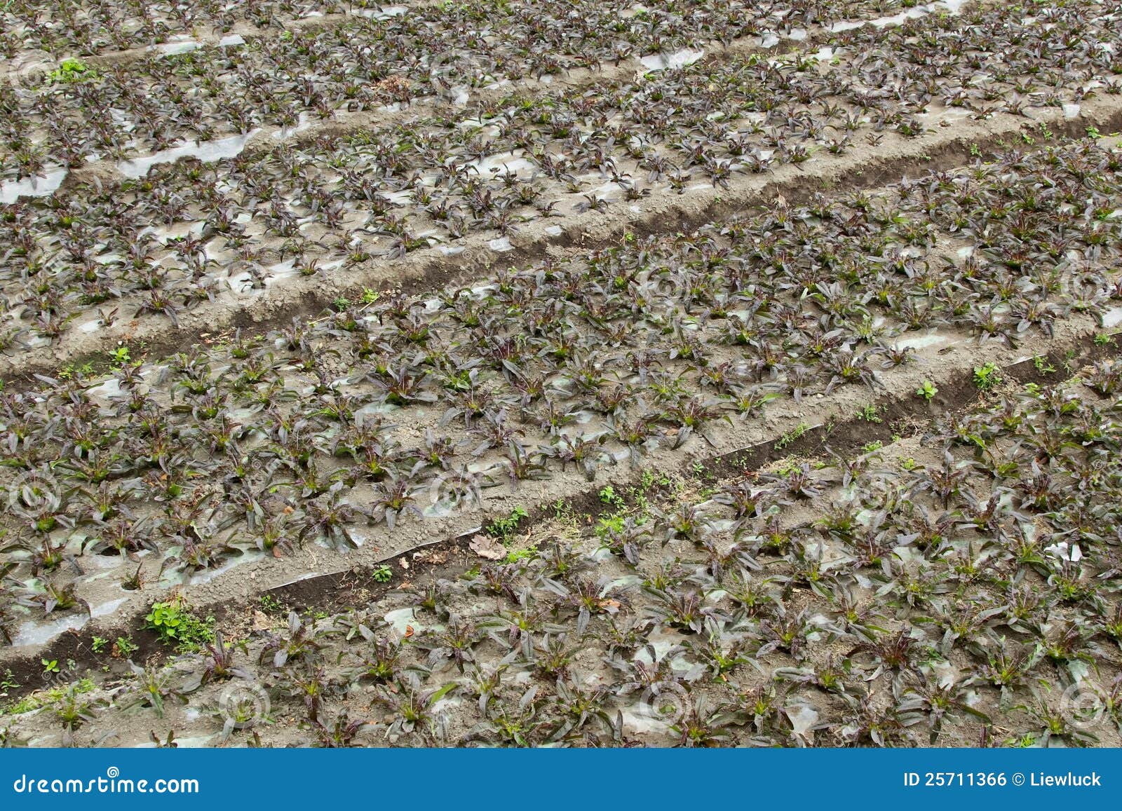 Conversion of agricultural stock photo. Image of growth - 25711366