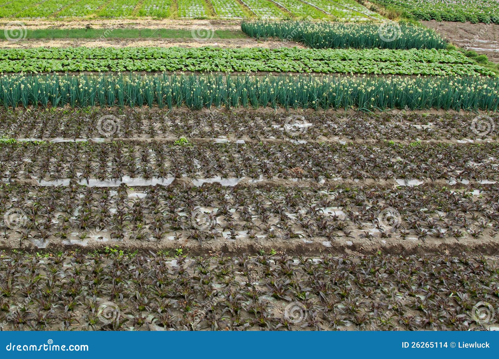 Conversion of agricultural stock photo. Image of garden - 26265114