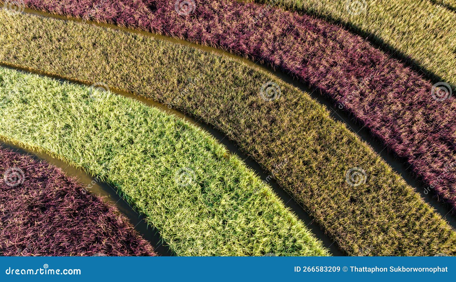 Demonstration Of Plot Grain Crops, New Varieties In Agriculture, Top ...