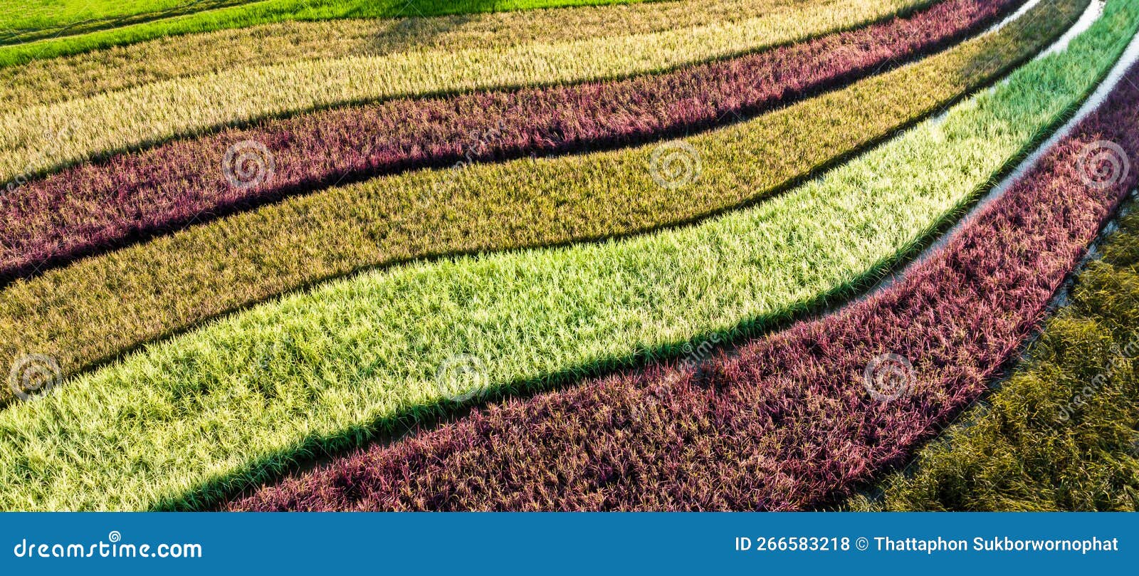 Converting Demonstration Plot Rows of Riceberry Rice in High Angle View ...