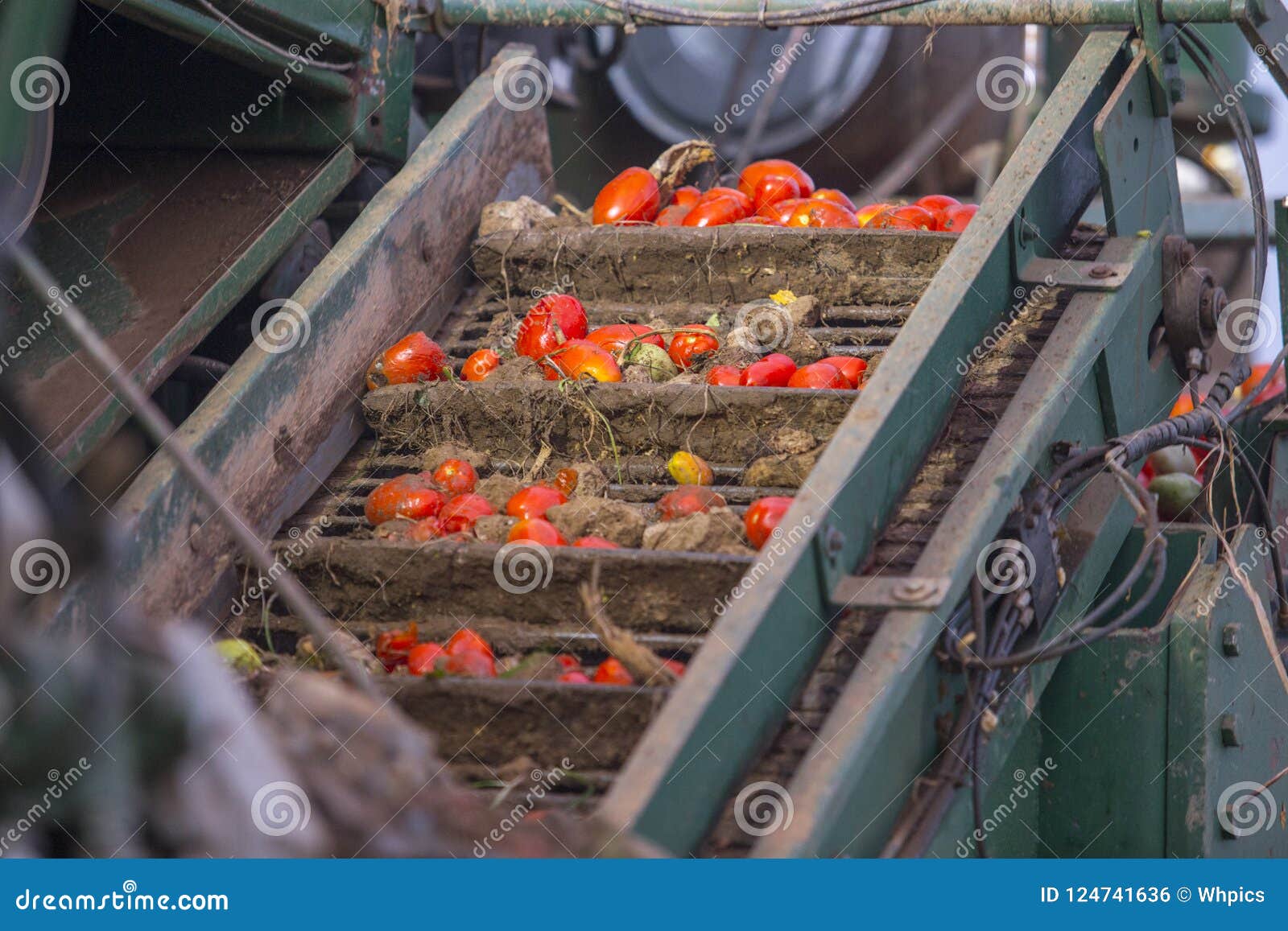 Conveyor Belt Loading Tomatoes before Being Sorted on Harvester Stock ...