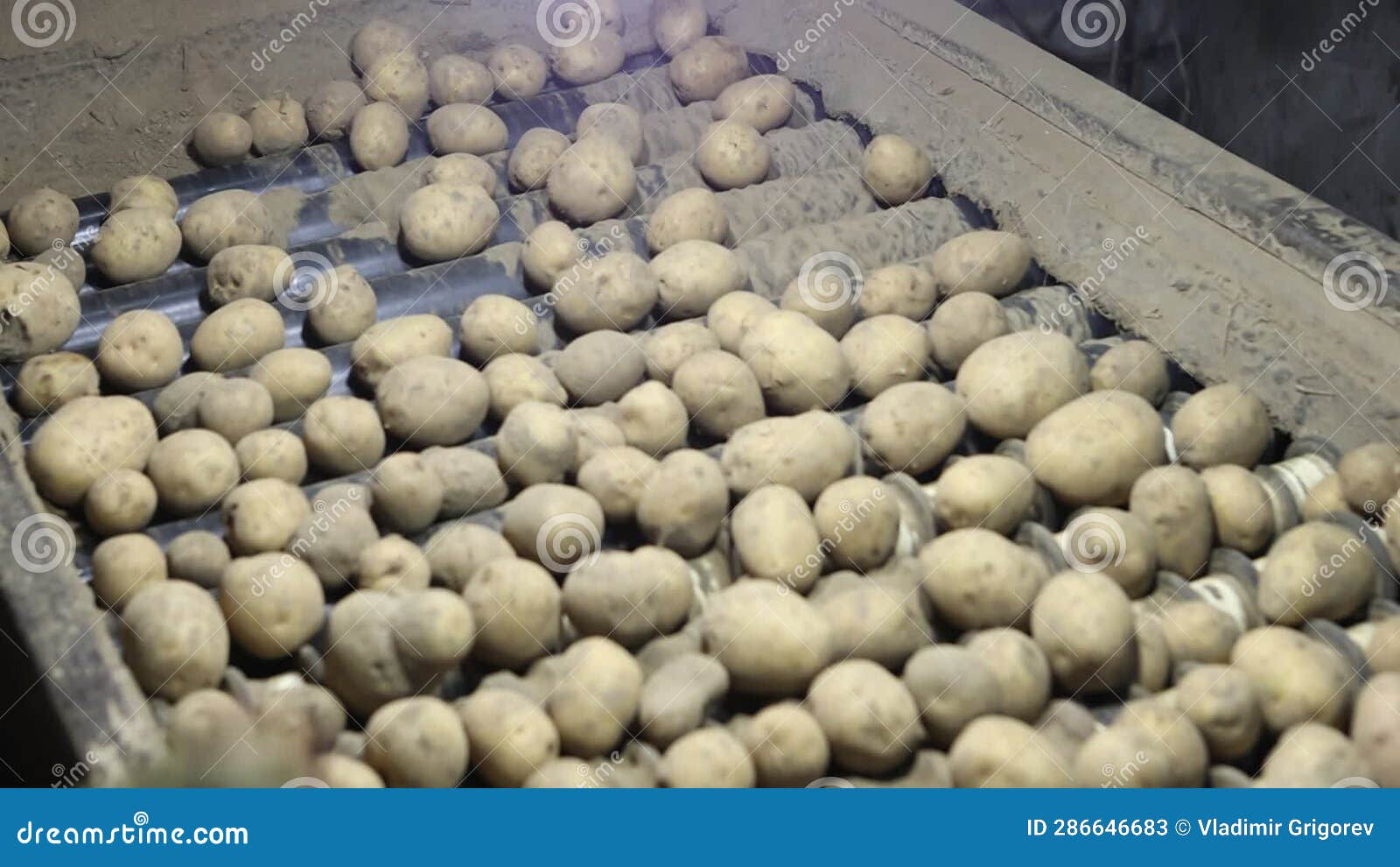 Conveyors for Cold Storage Plant, Potato Processing Line, Potatoes ...