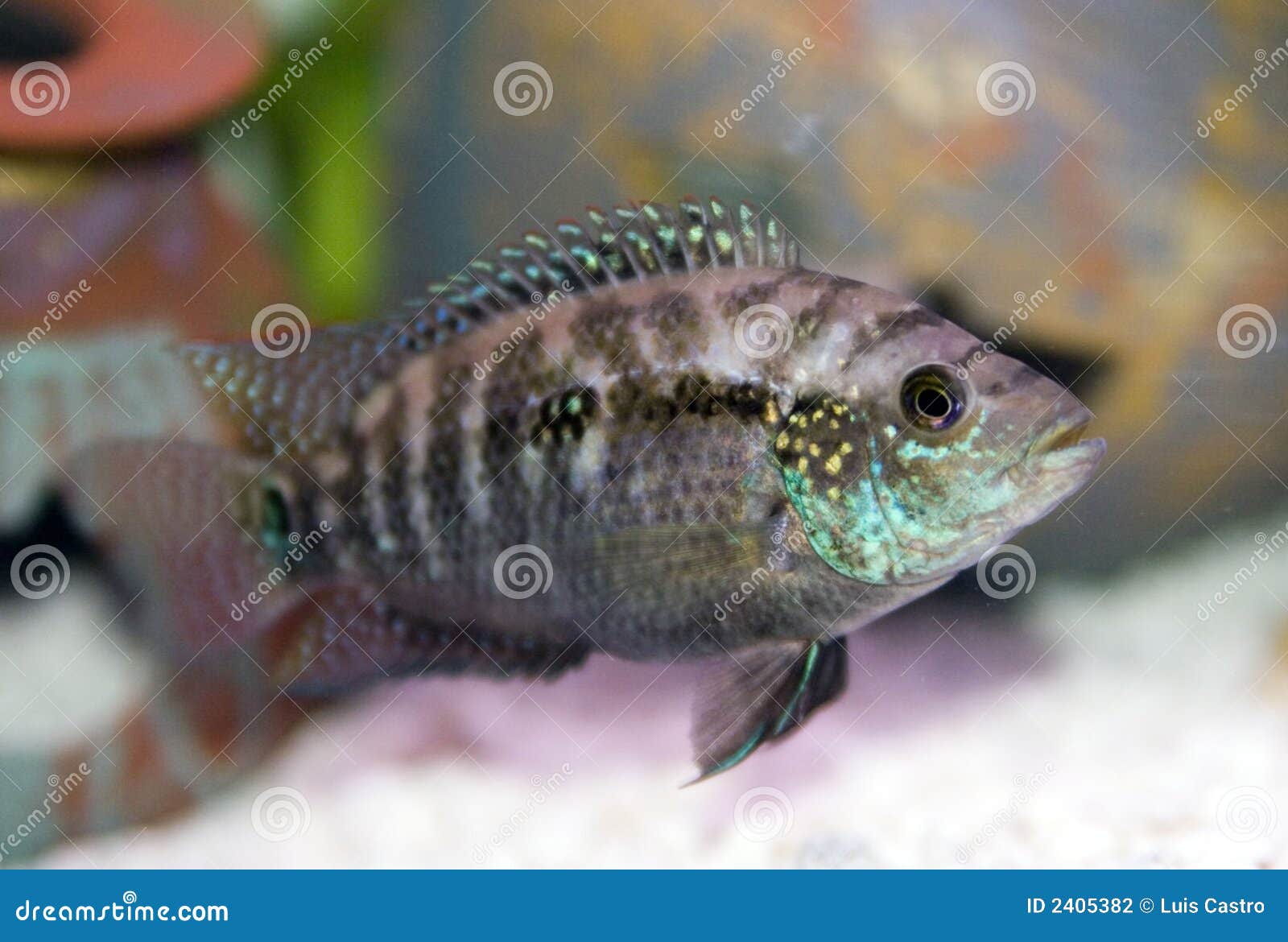 Convict Cichlid stock photo. Image of prisoner, freshwater - 2405382