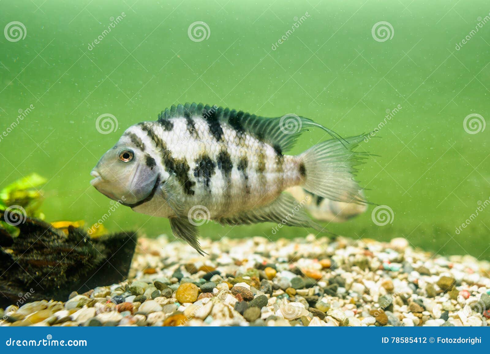 Convict Cichlid fish stock photo. Image of freshwater - 78585412