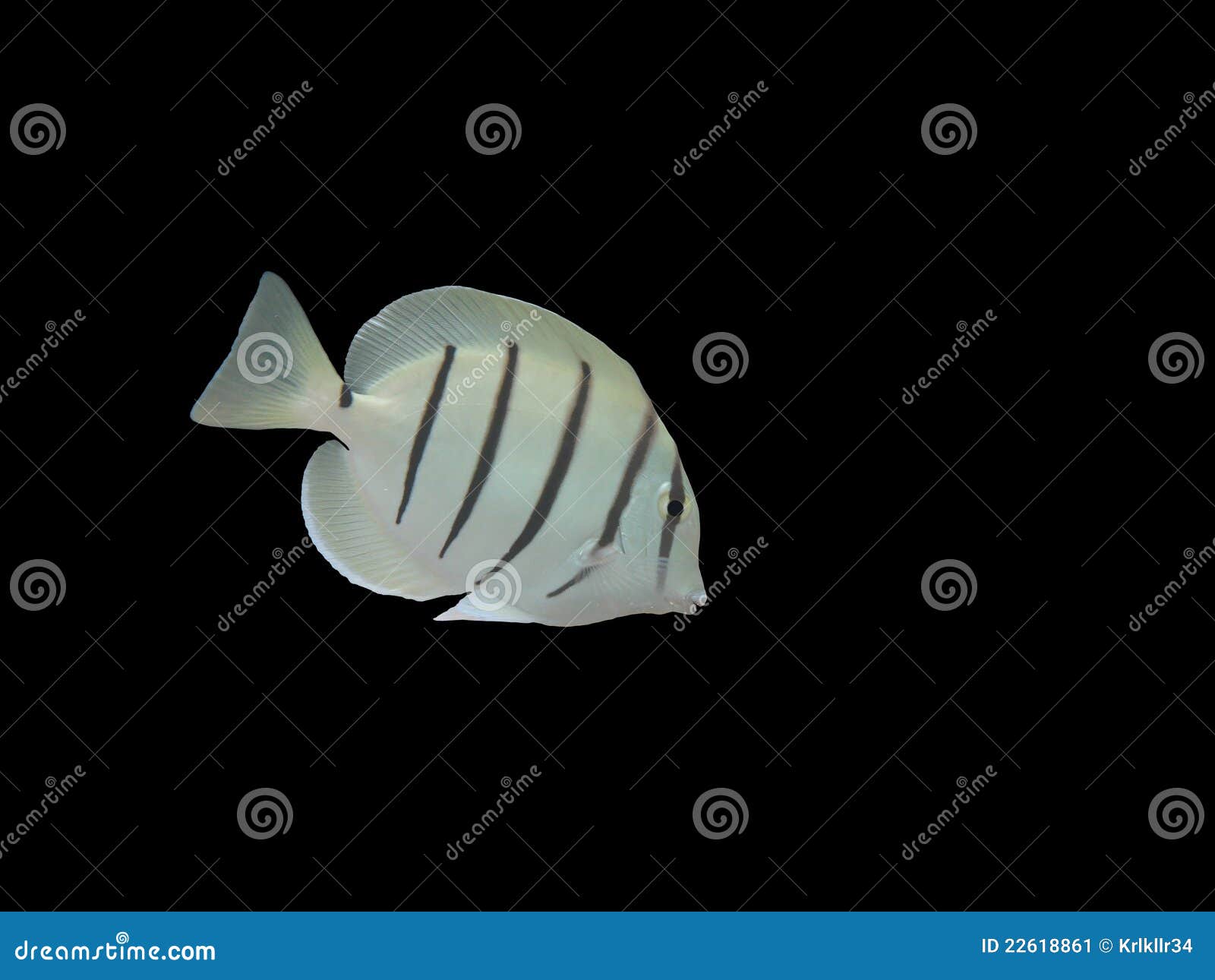 Convict Tang (manini) stock image. Image of reef, triostegus - 22618861