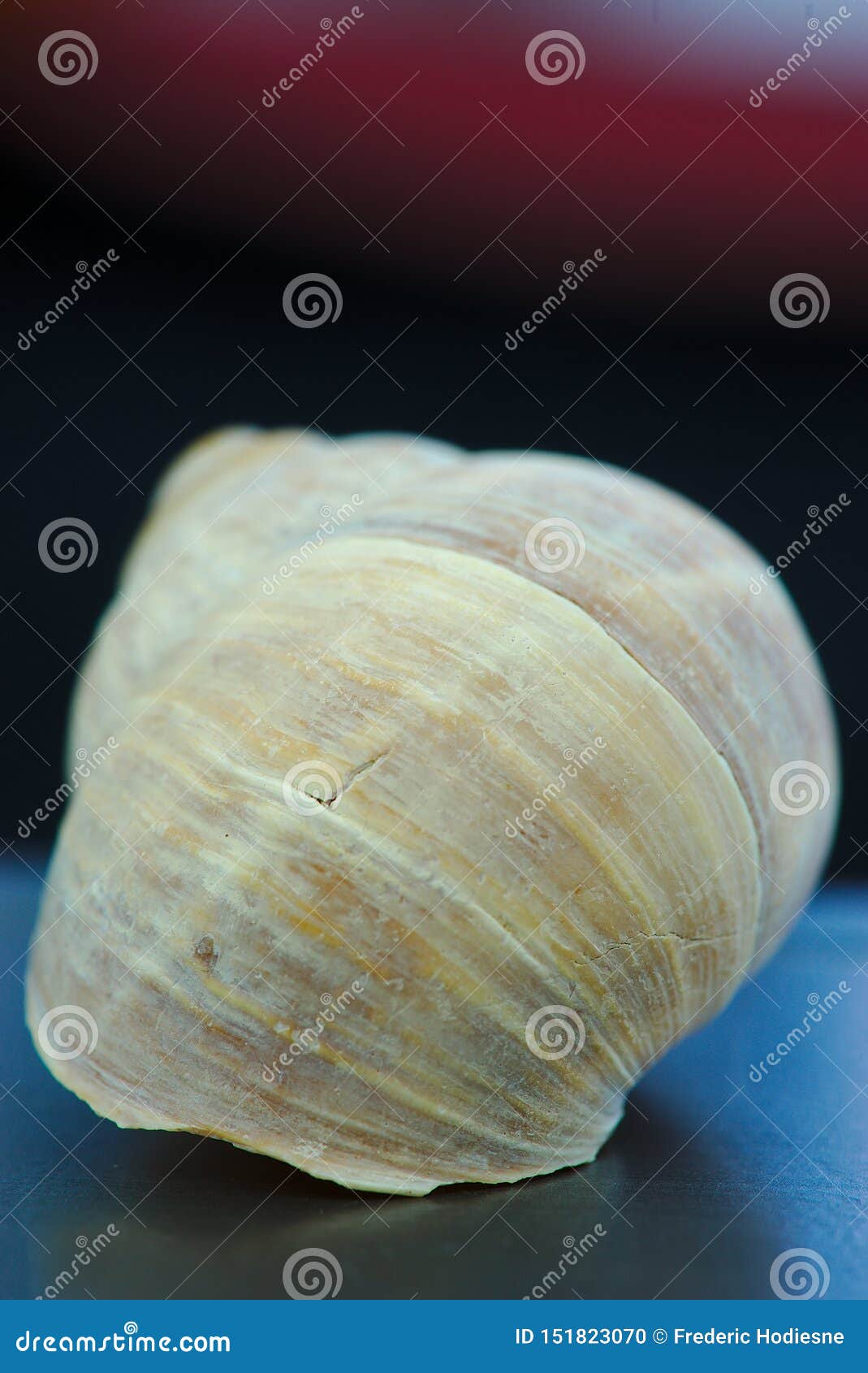 Convolutions of a Snail Shell Close-up Stock Photo - Image of ...
