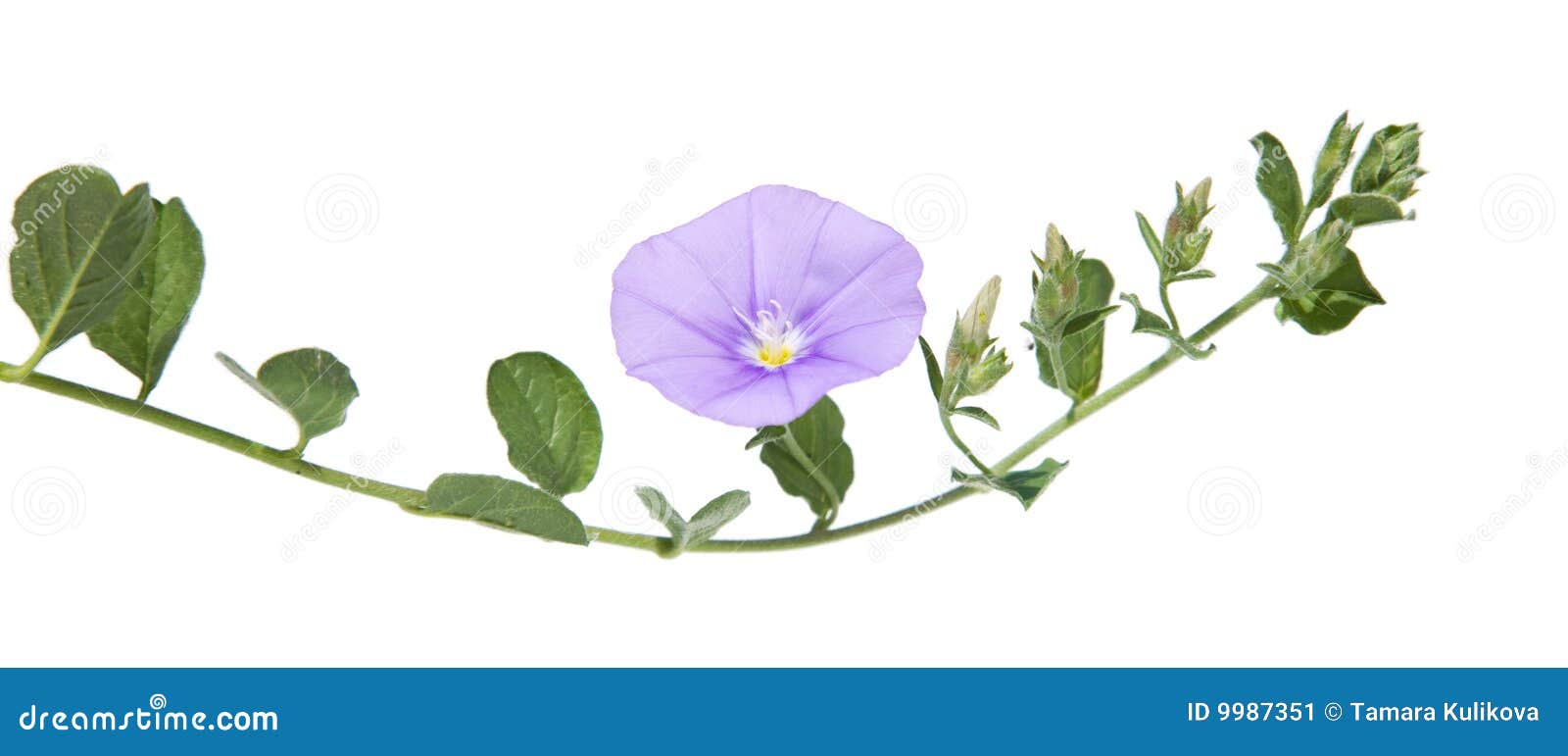 Convolvulus stock image. Image of isolated, flower, convolvulus - 9987351