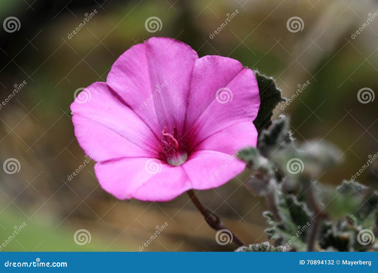 Convolvulus Althaeoides Flower Stock Photo - Image of bindweed, flower ...