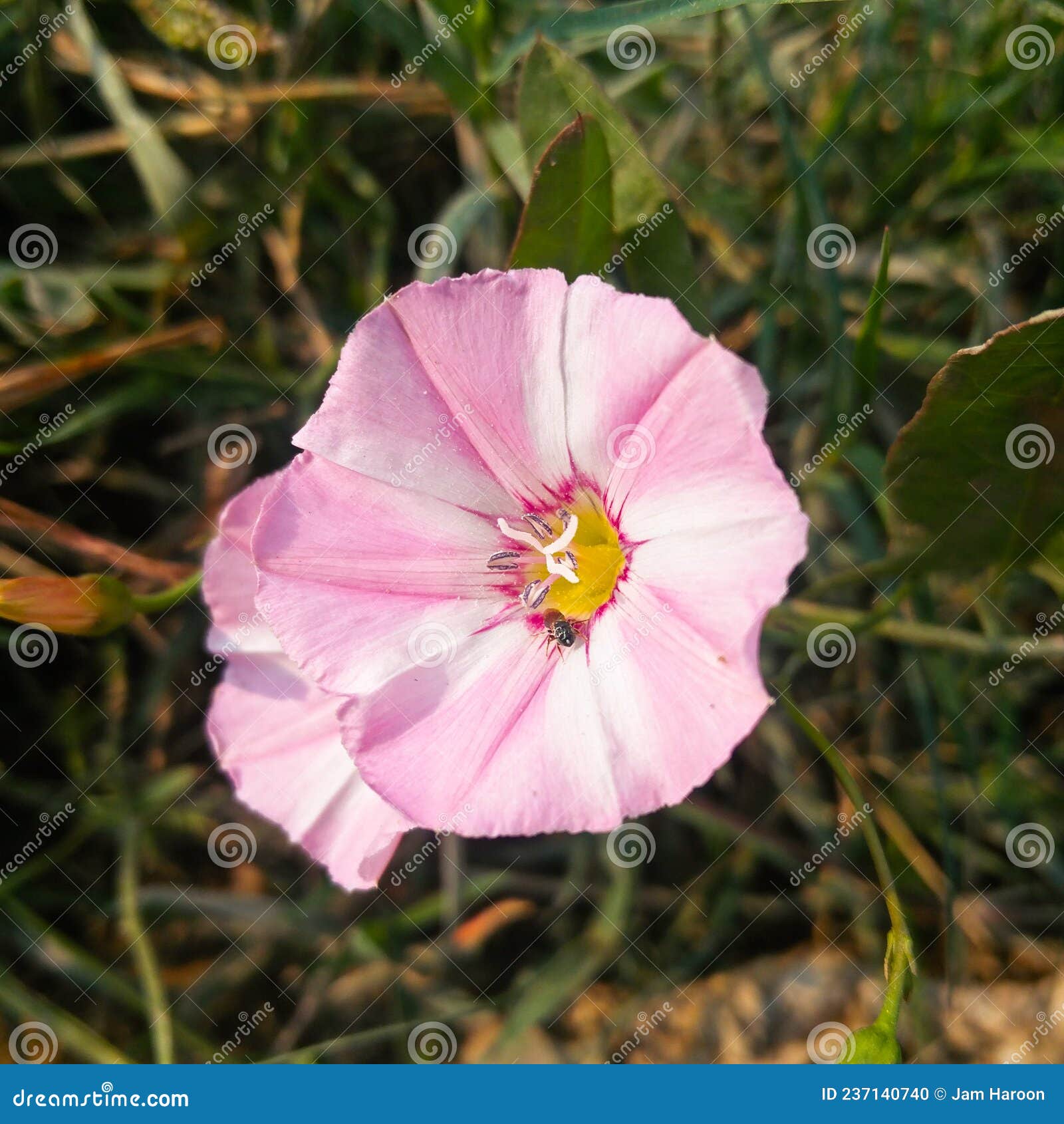 Convolvulus Arvensis.Close Up of Bindweed Flower. Bindweed Flower with ...