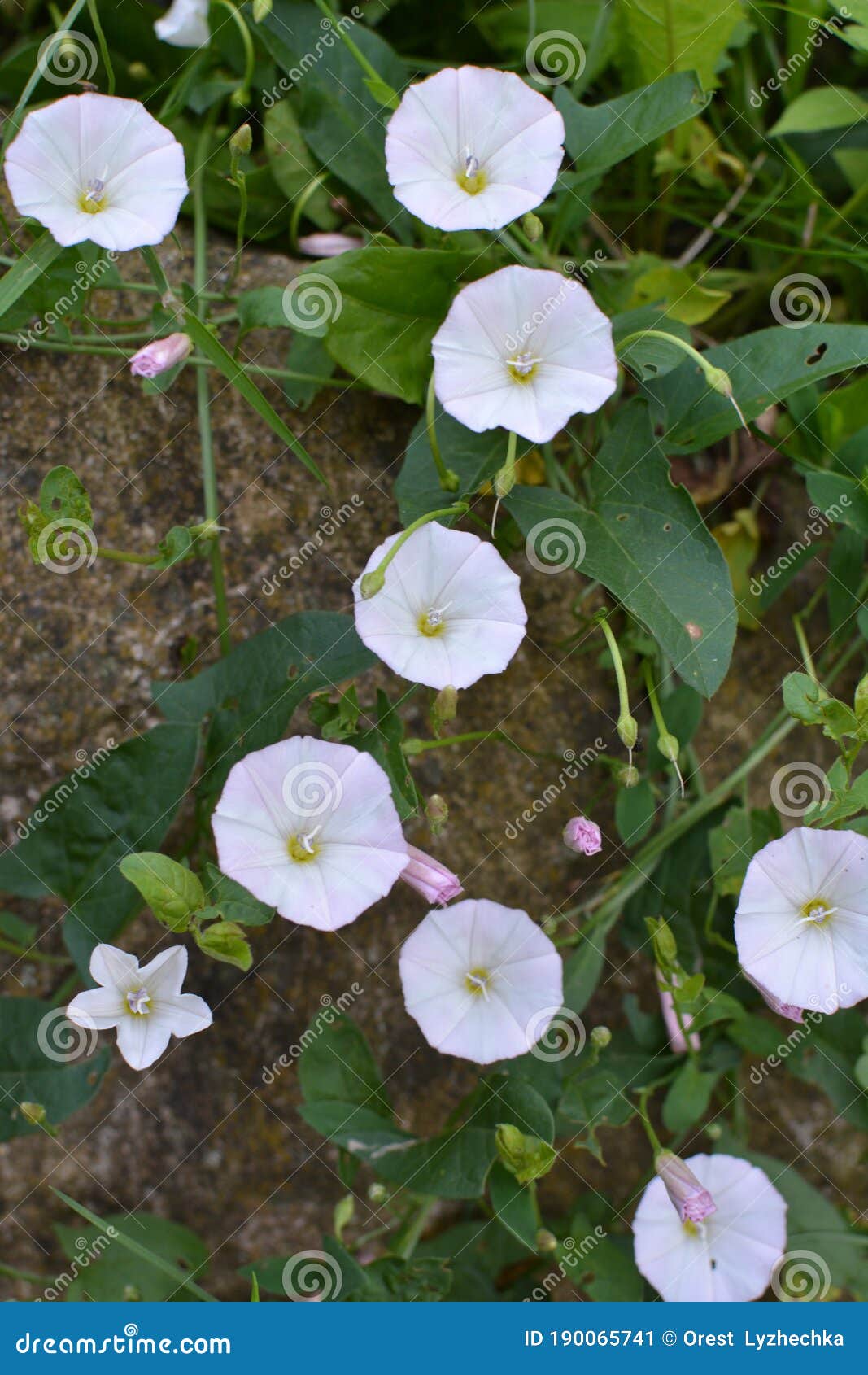 Convolvulus Arvensis Grows in the Field Stock Image - Image of arvensis ...