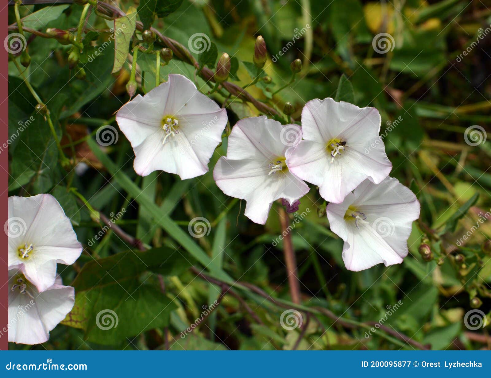 Convolvulus Arvensis Grows in the Field Stock Image - Image of beauty ...