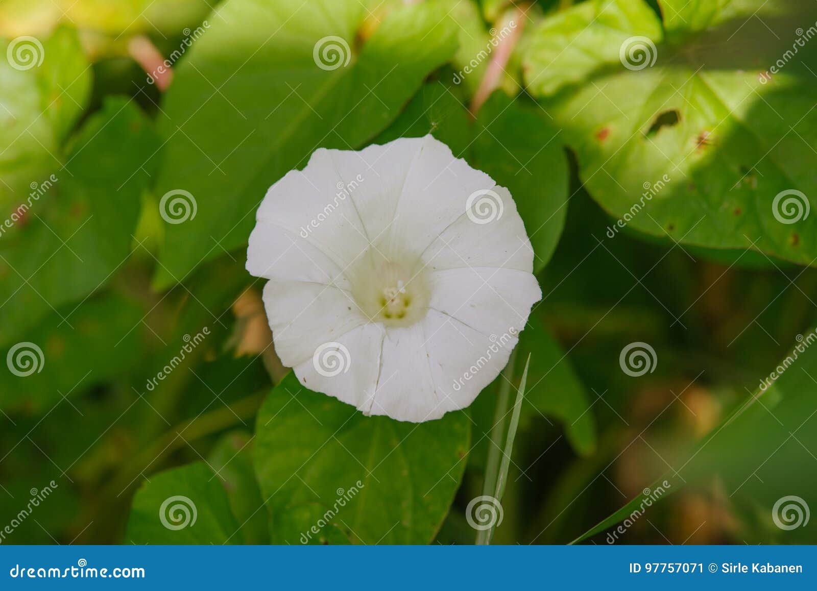 Convolvulus arvensis stock image. Image of asian, drawing - 97757071
