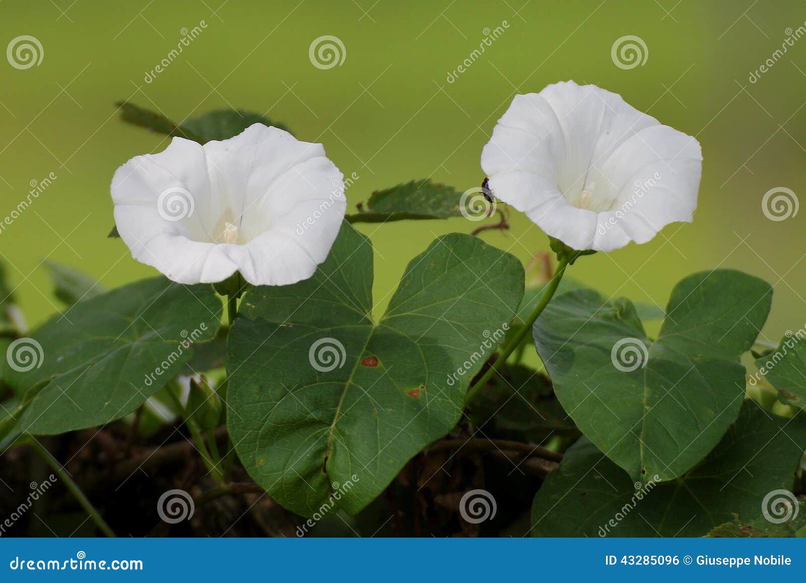 Convolvulus stock photo. Image of convolvulus, flowering - 43285096