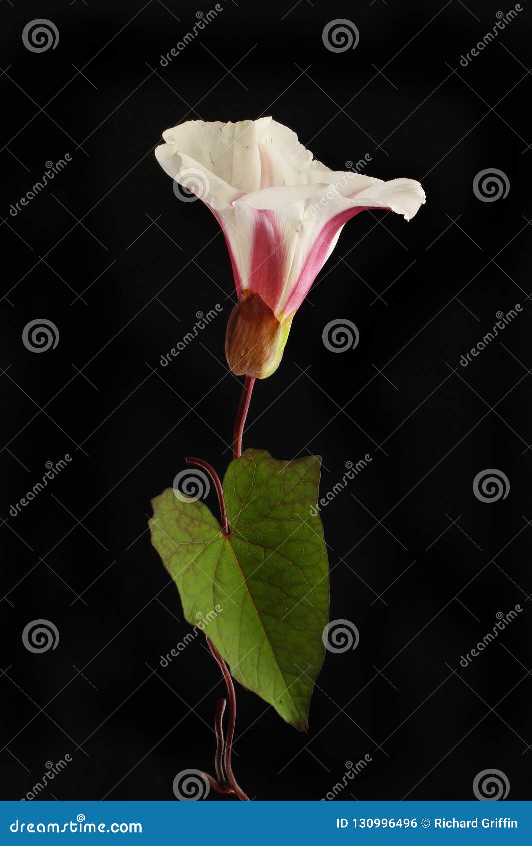 Convolvulus Flower and Leaf Stock Photo - Image of petal, flora: 130996496