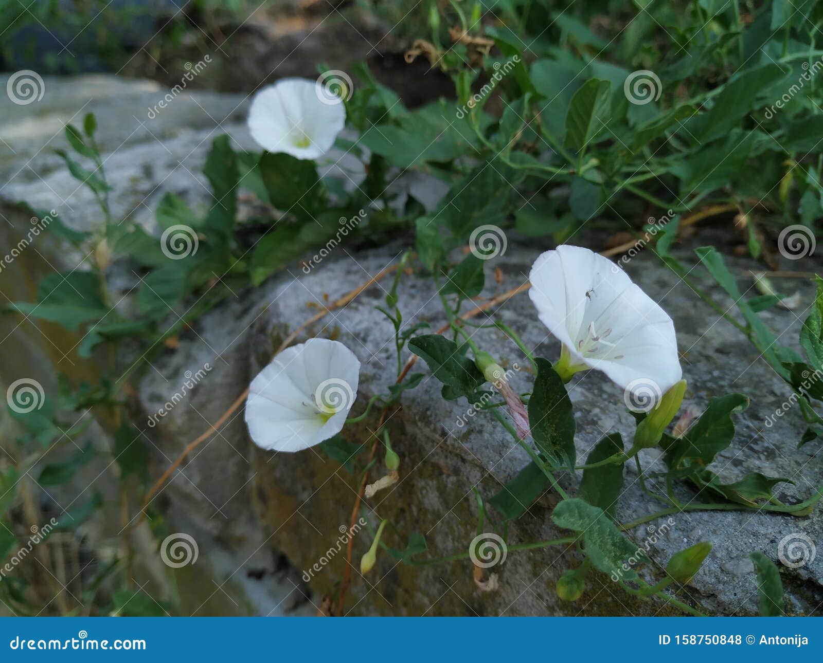Convolvulus stock photo. Image of convolvulus, nature - 158750848
