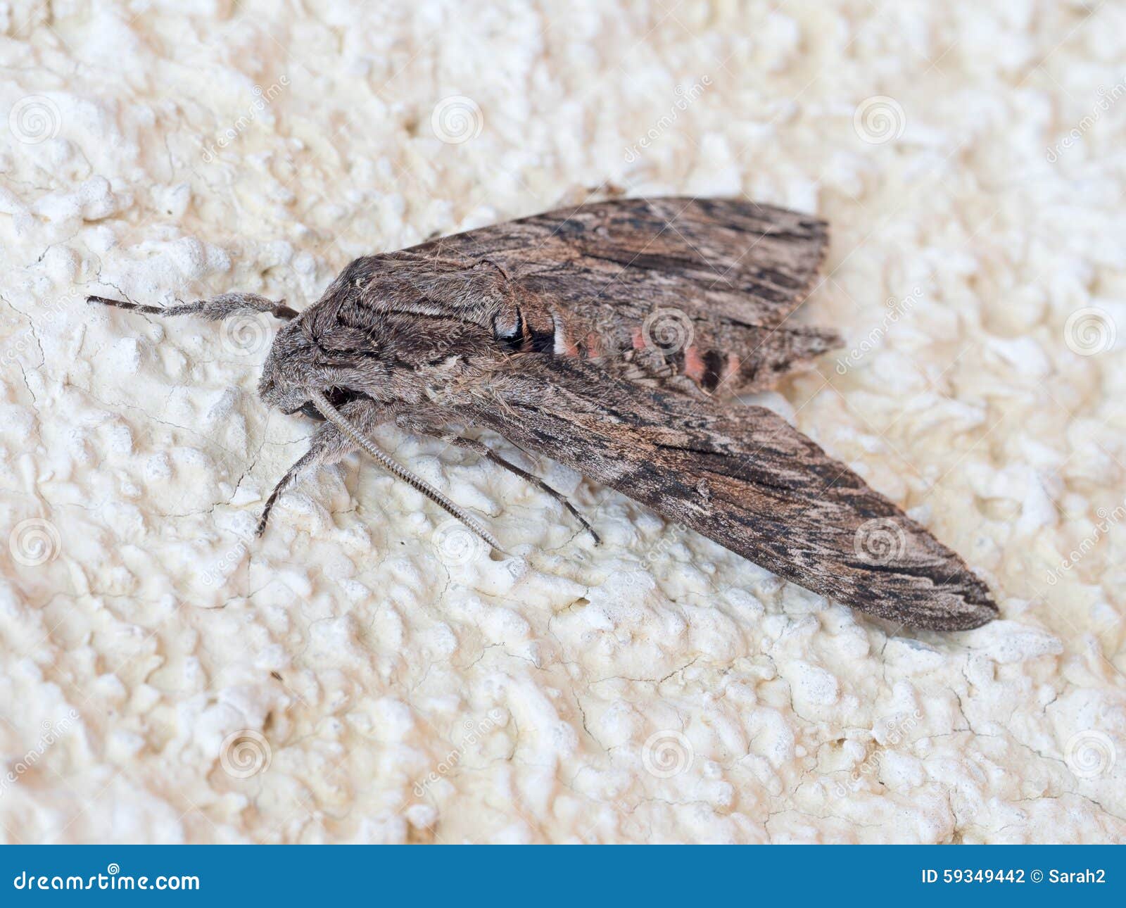 Convolvulus Hawk-moth, Agrius Convolvuli. on Wall. Profile. Stock Photo ...