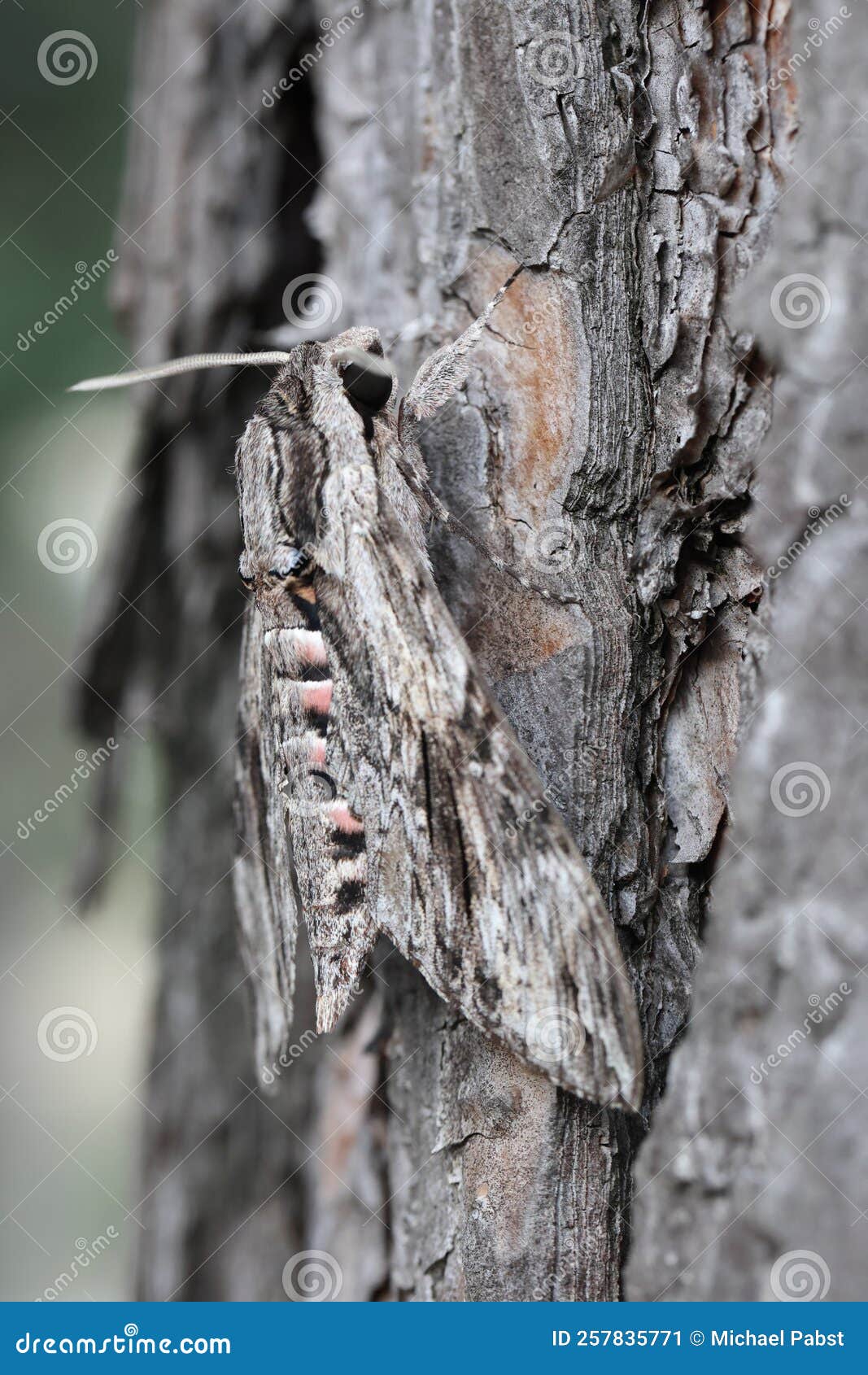 Convolvulus Hawk-moth Hiding at the Bark of a Pine Tree Stock Image ...