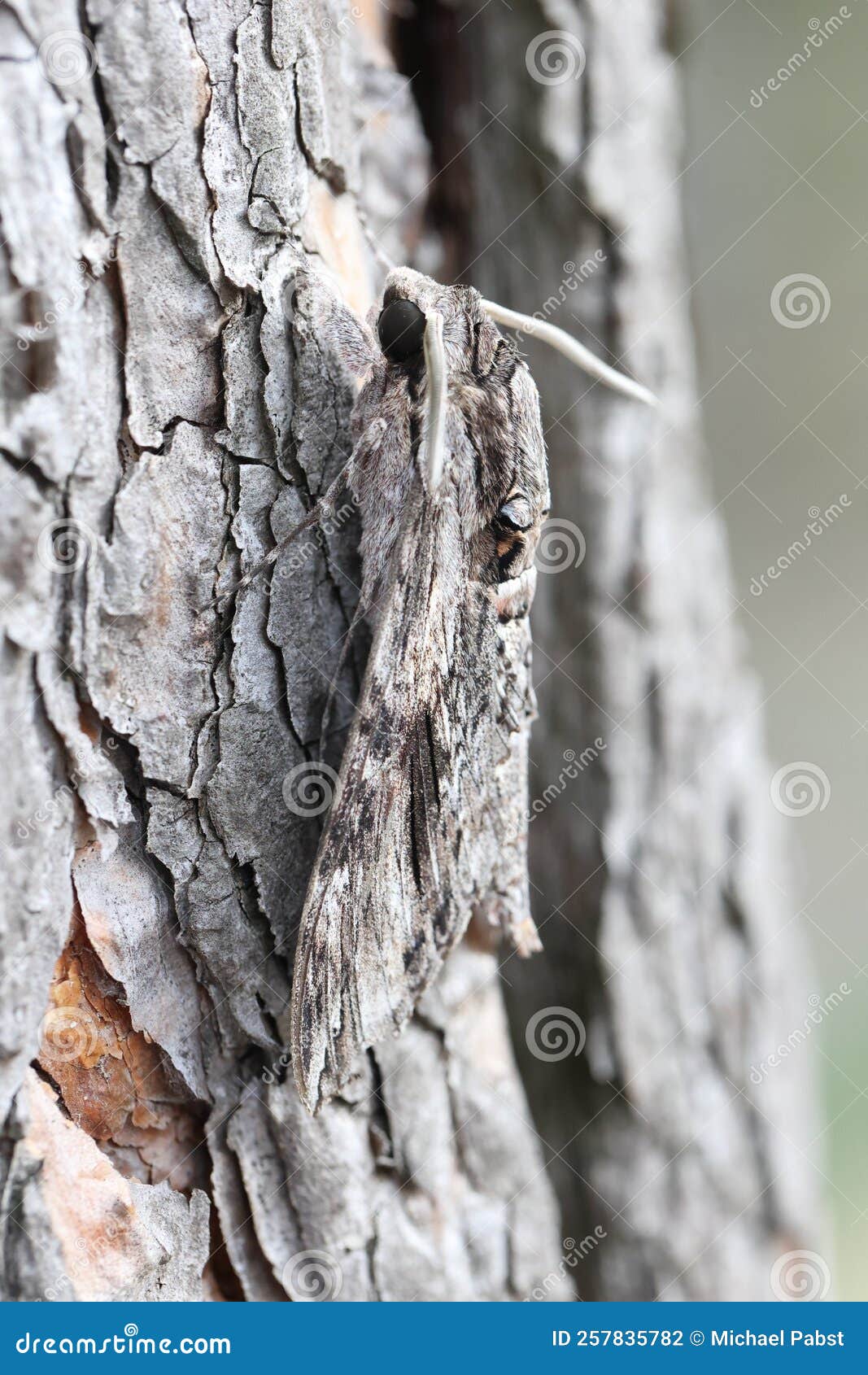 Convolvulus Hawk-moth Hiding at the Bark of a Pine Tree Stock Photo ...