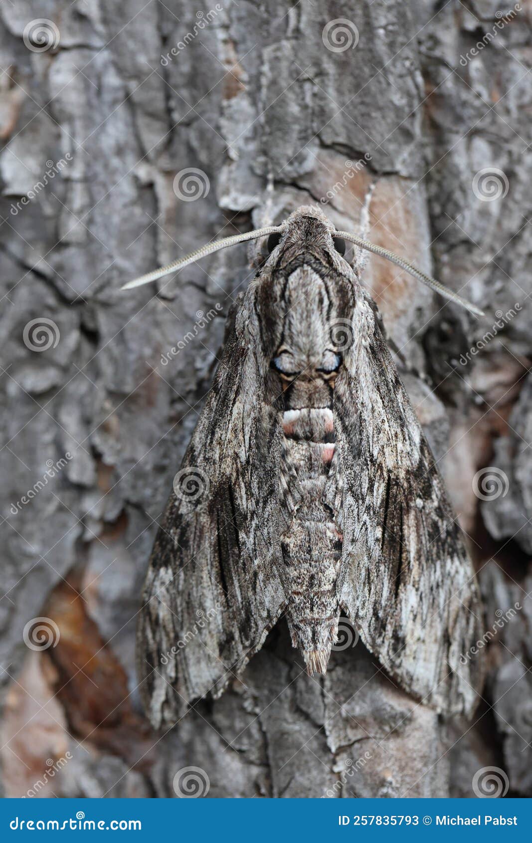 Convolvulus Hawk-moth Hiding at the Bark of a Pine Tree Stock Image ...
