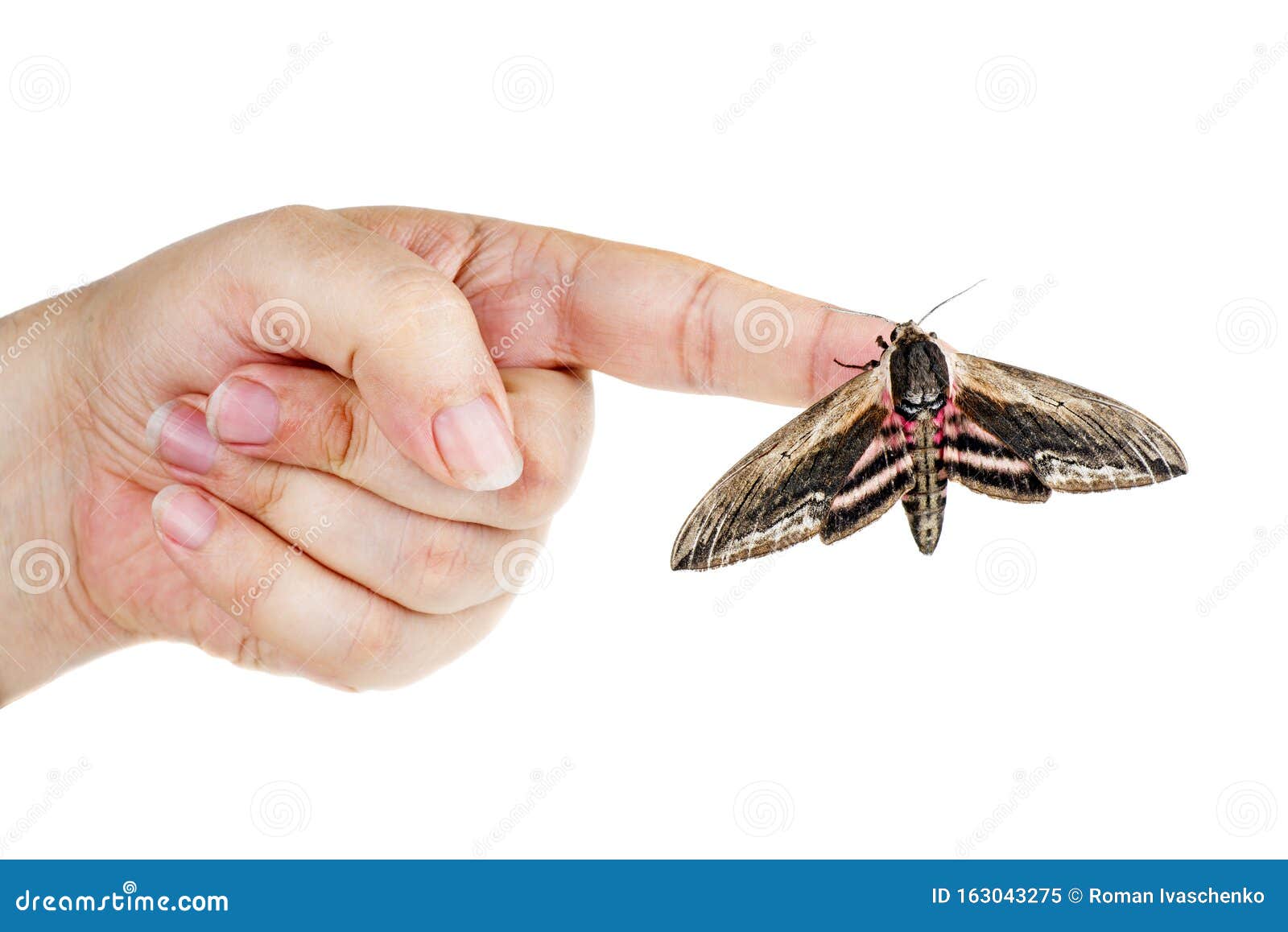 Convolvulus Hawk-moth Isolated On White Background Royalty-Free Stock ...