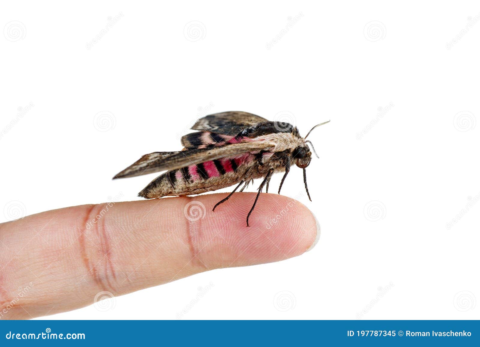 Convolvulus Hawk-moth on a Human Finger Isolated on White Stock Image ...