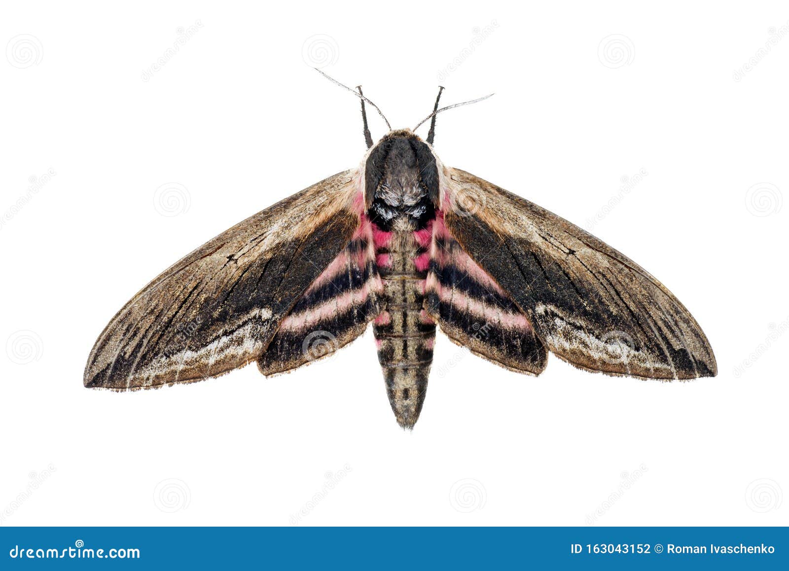 Convolvulus Hawk-moth Isolated On White Background Royalty-Free Stock ...