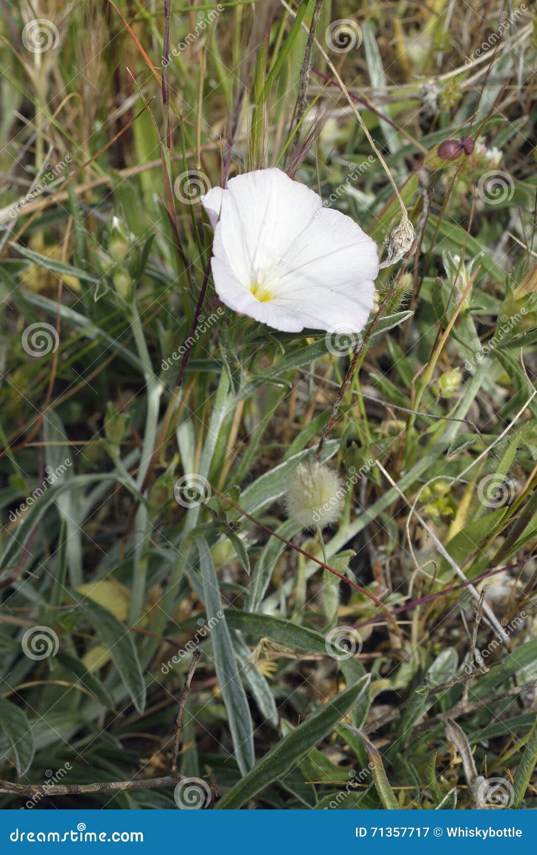 Convolvulus oleifolius stock image. Image of convolvulus - 71357717