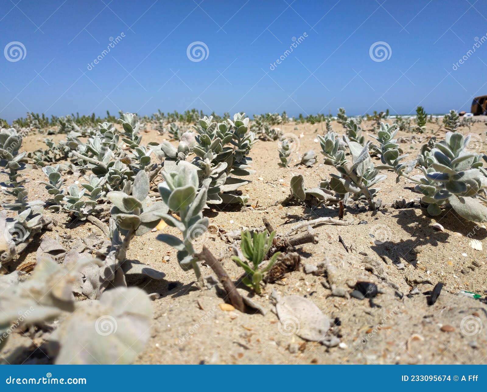 Convolvulus Persicus on the Coast of the Caspian Sea Stock Photo ...