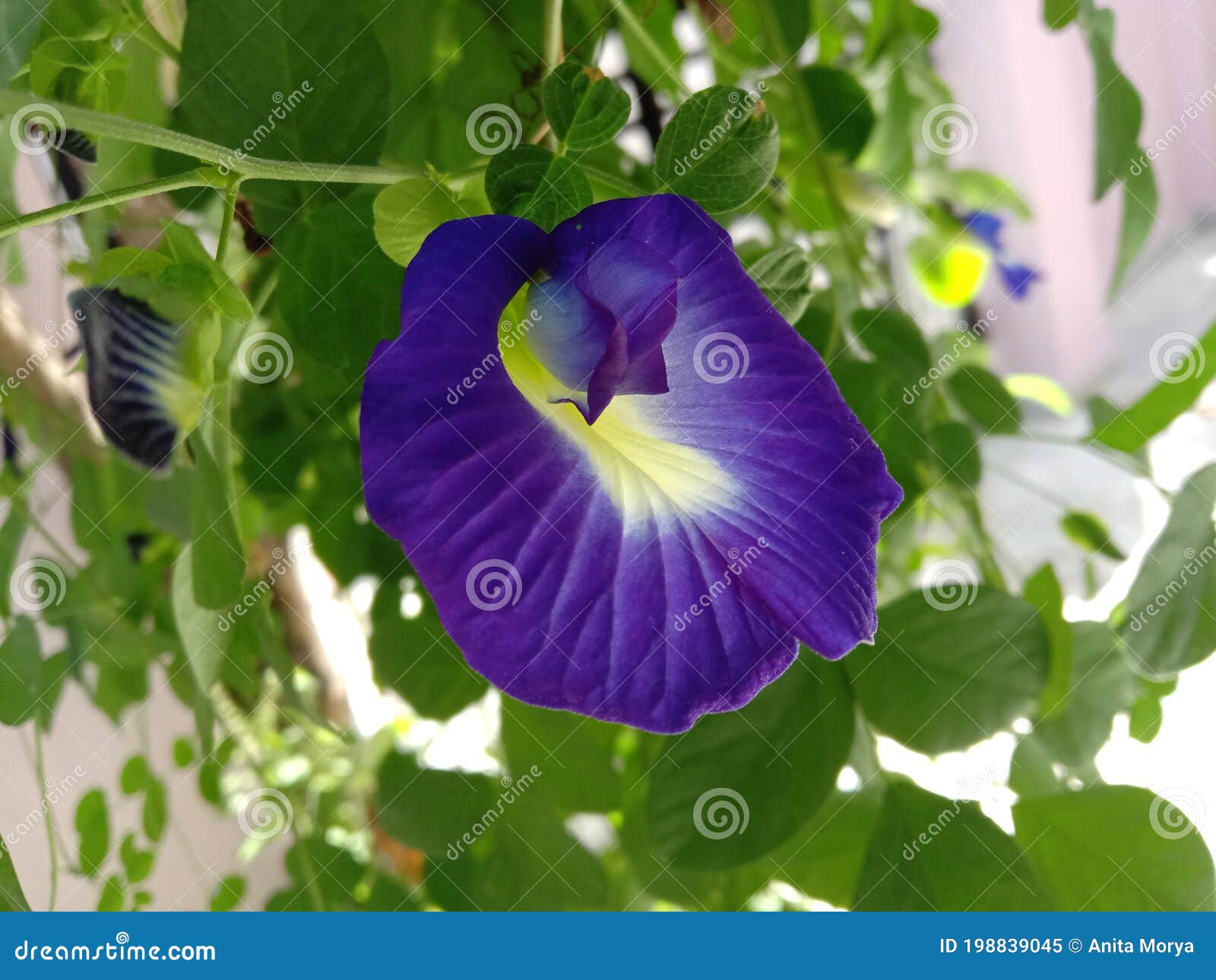 Convolvulus Pluricaulis or Shankhpushpi Flower Stock Image - Image of ...