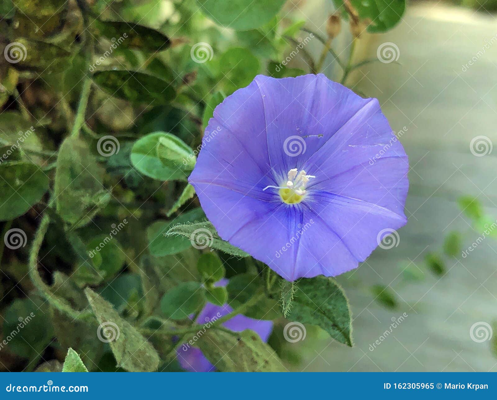 Convolvulus Sabatius, Blue Rock Bindweed O Kusten-Winde Imagen de ...