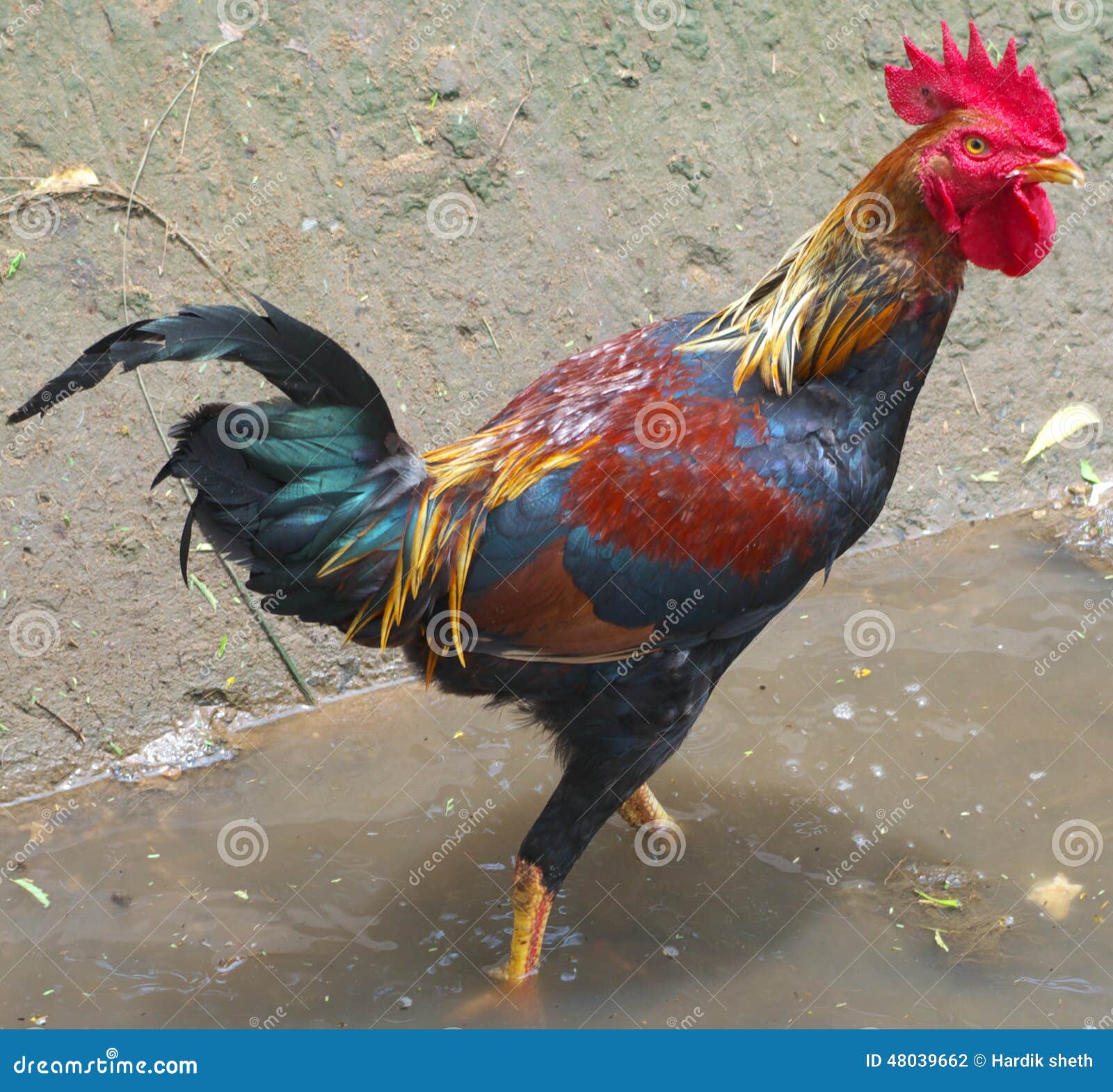 Cook stock photo. Image of india, indian, ahmedaba, bird - 48039662