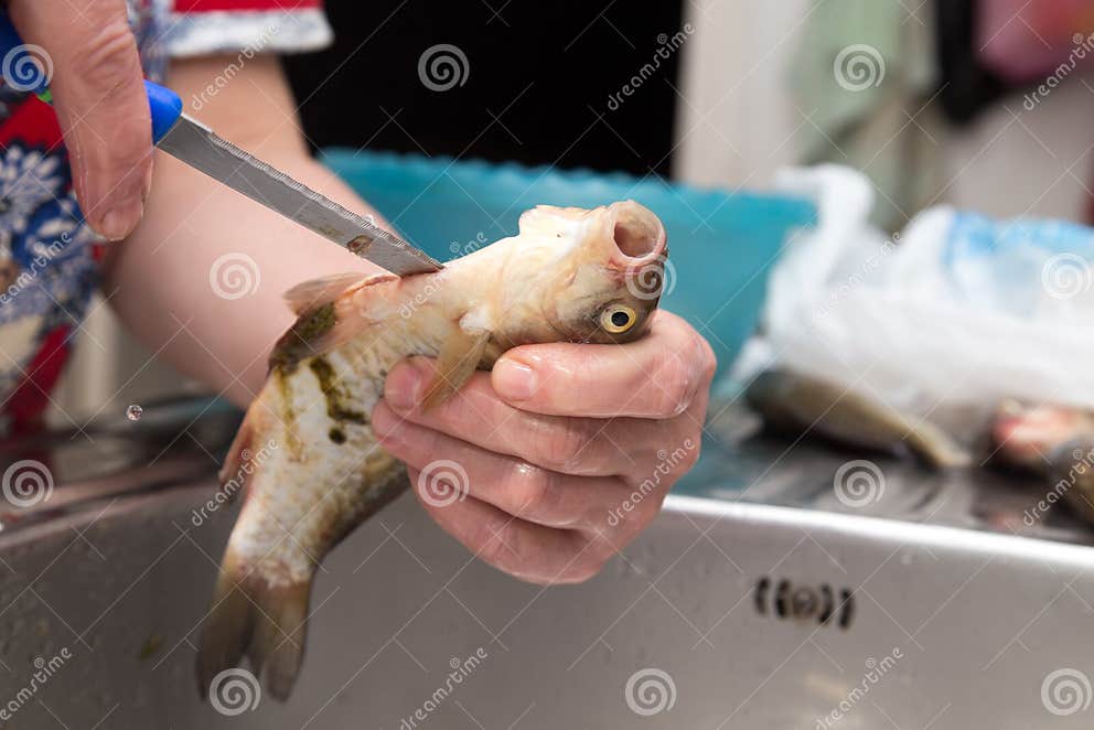 The Cook Pulls the Guts Out of the Fish Stock Image - Image of food ...