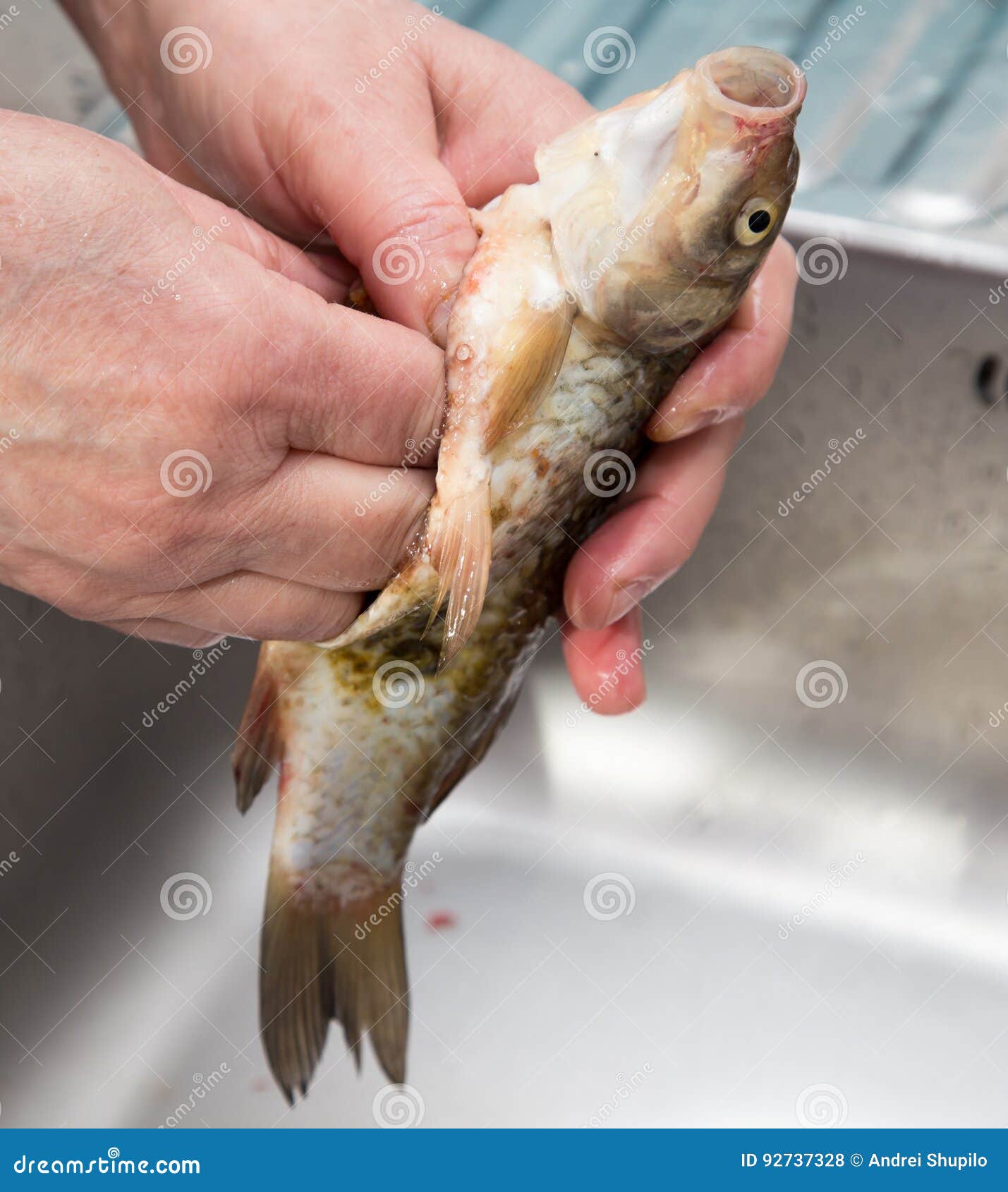 The Cook Pulls the Guts Out of the Fish Stock Photo - Image of skin ...