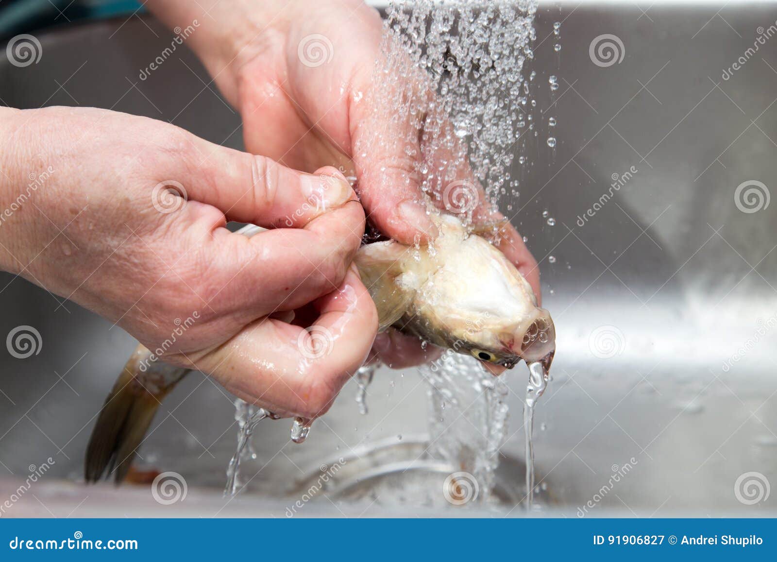 The Cook Washes the Fish in the Water Stock Image - Image of seafood ...