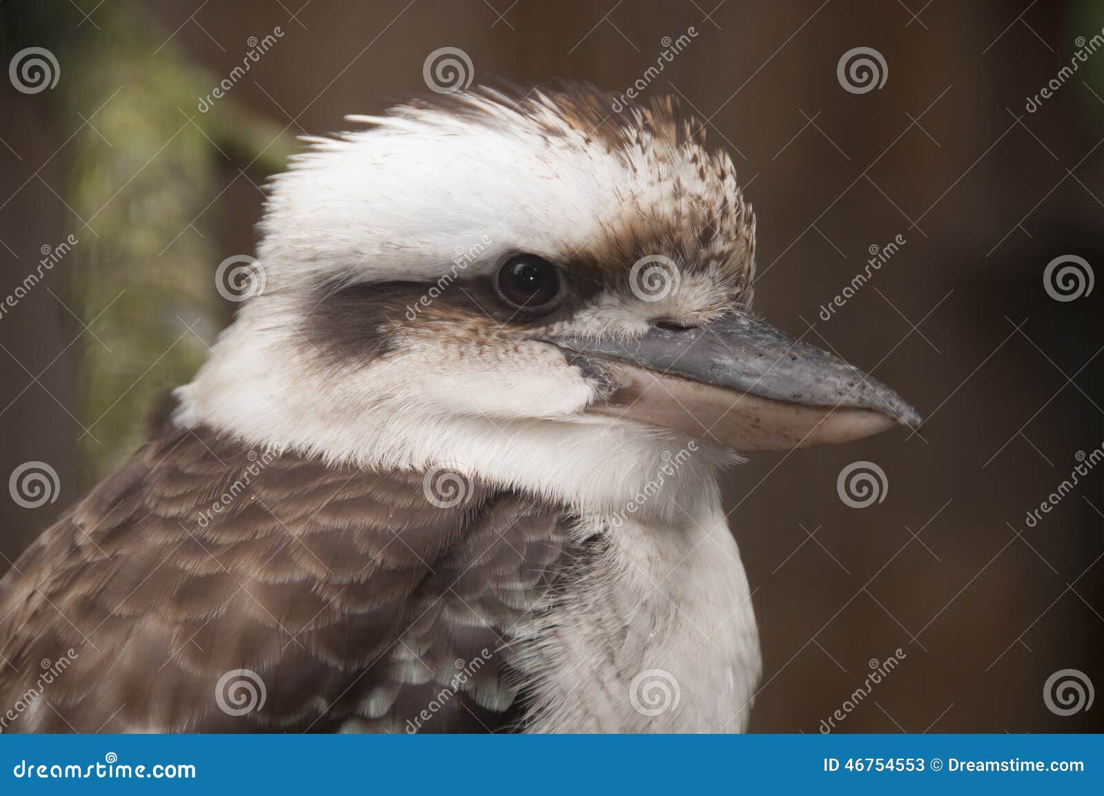 Cookaboro Head stock image. Image of cookaboro, white - 46754553
